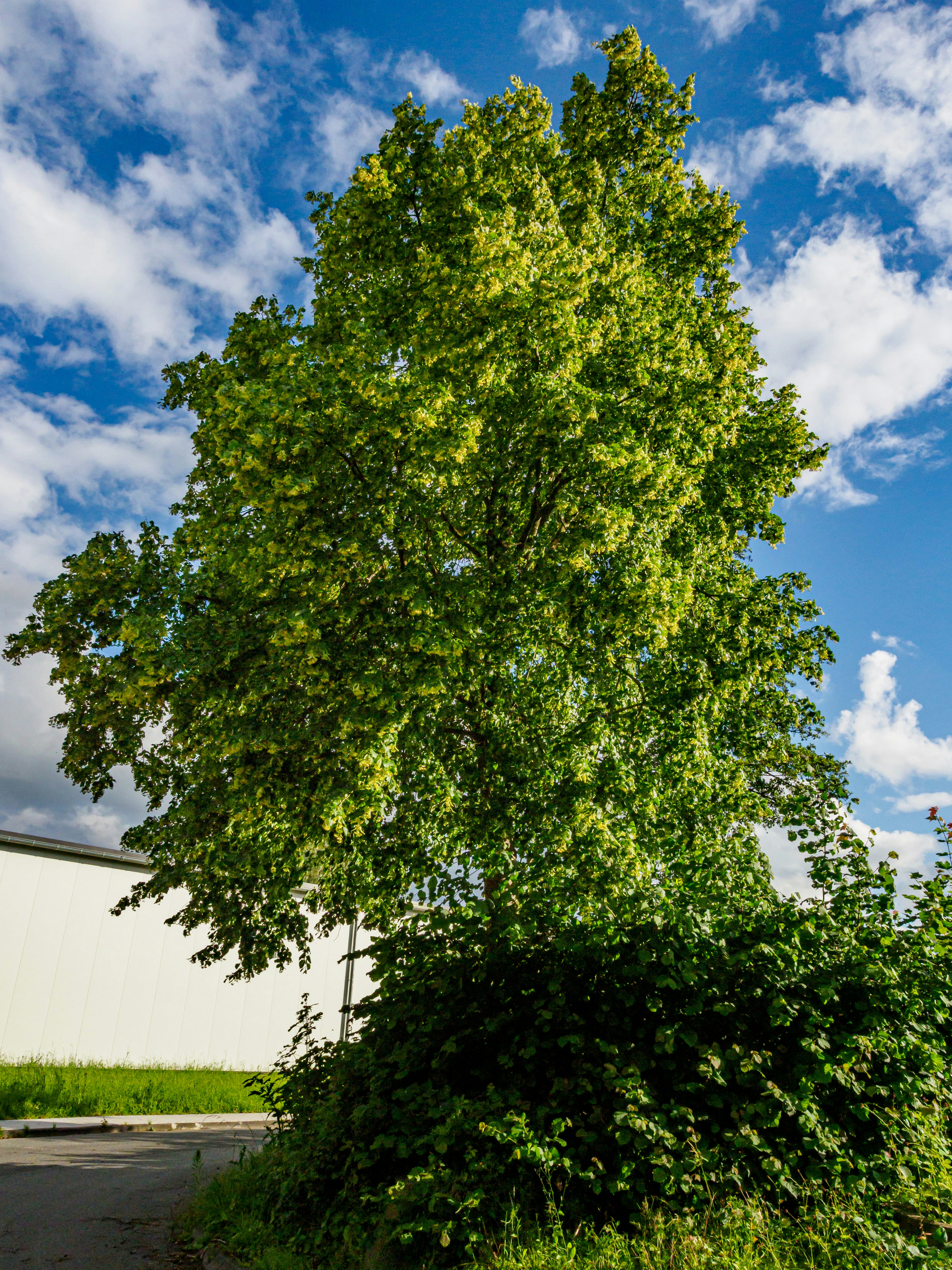 Emerald Canopy Rising Over a Quiet Yard
