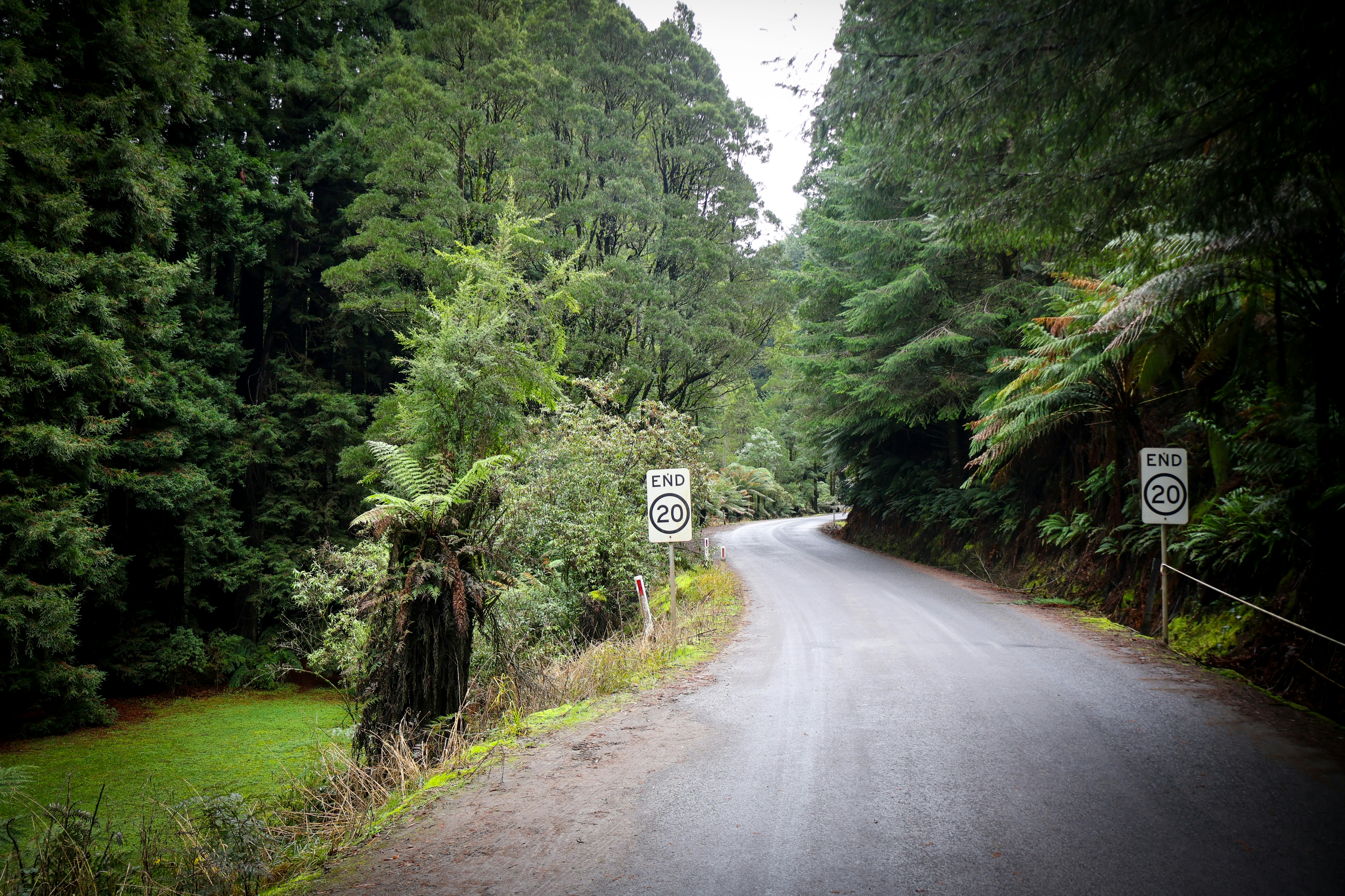 Road through a mossy forest with wind-worn signs