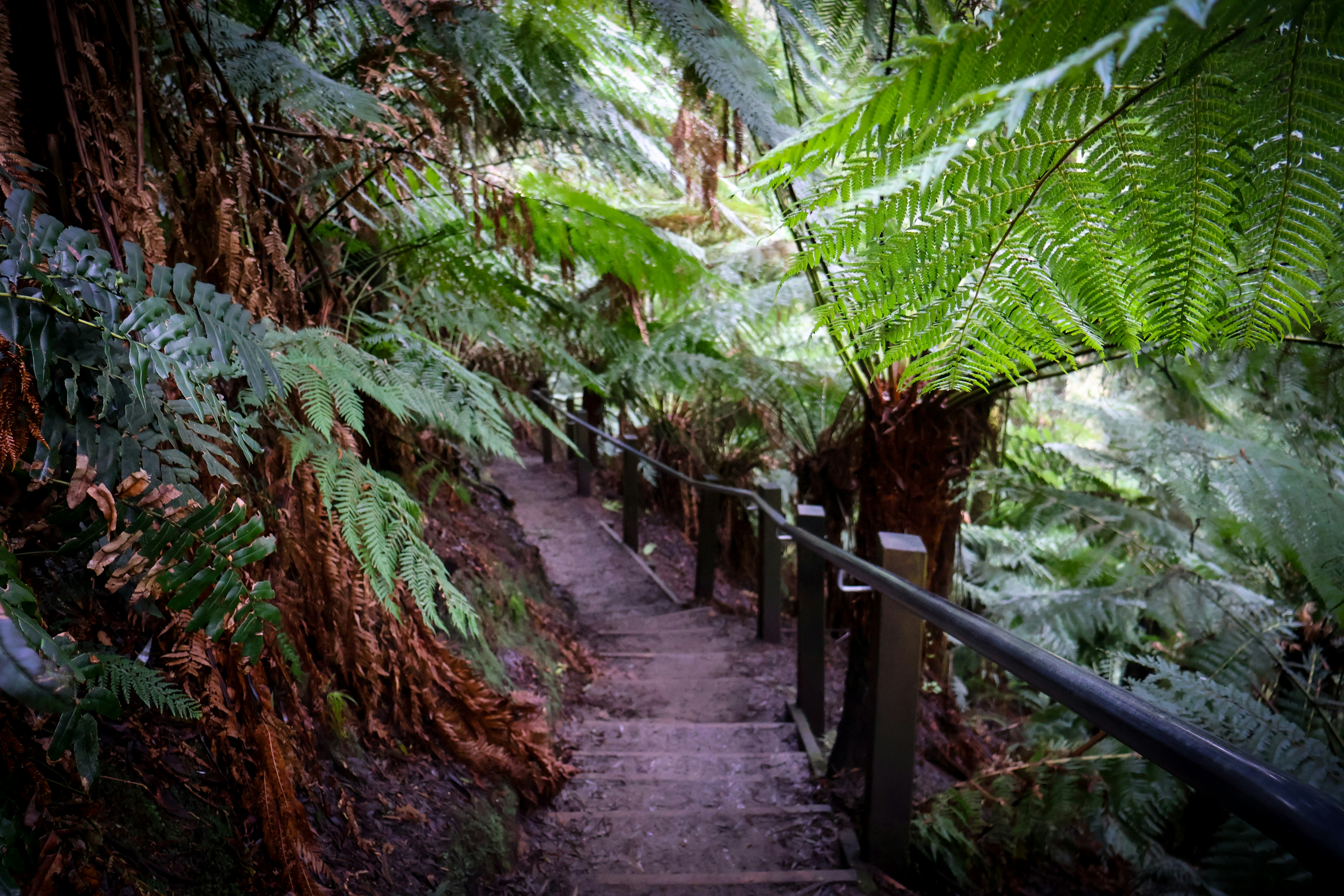 Hidden Fern Corridor: A Damp Forest Stairway Bends Through Green Fragmented Light