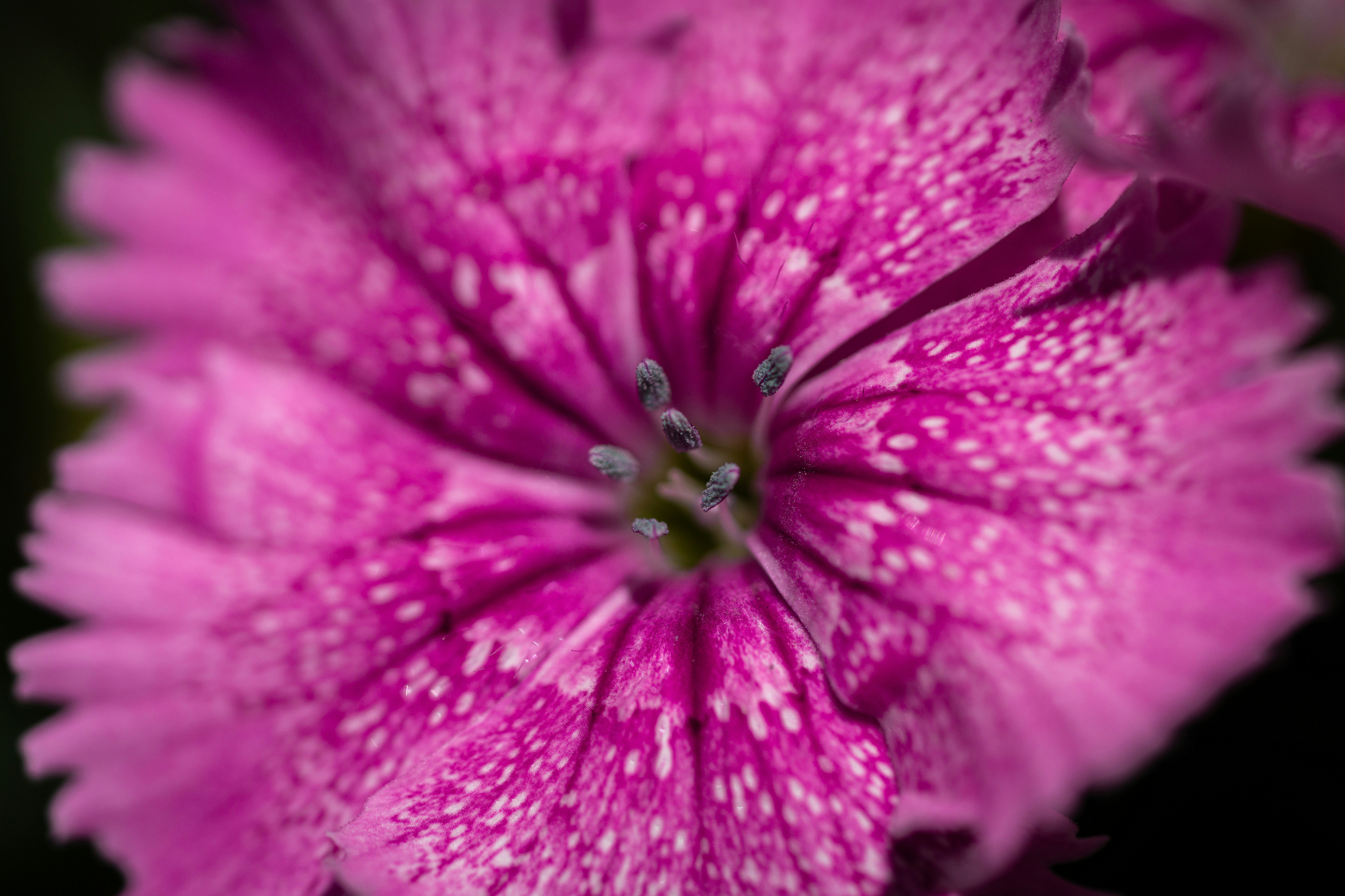 Magenta Velvet: A Close-Up of Petal Texture and Stamen