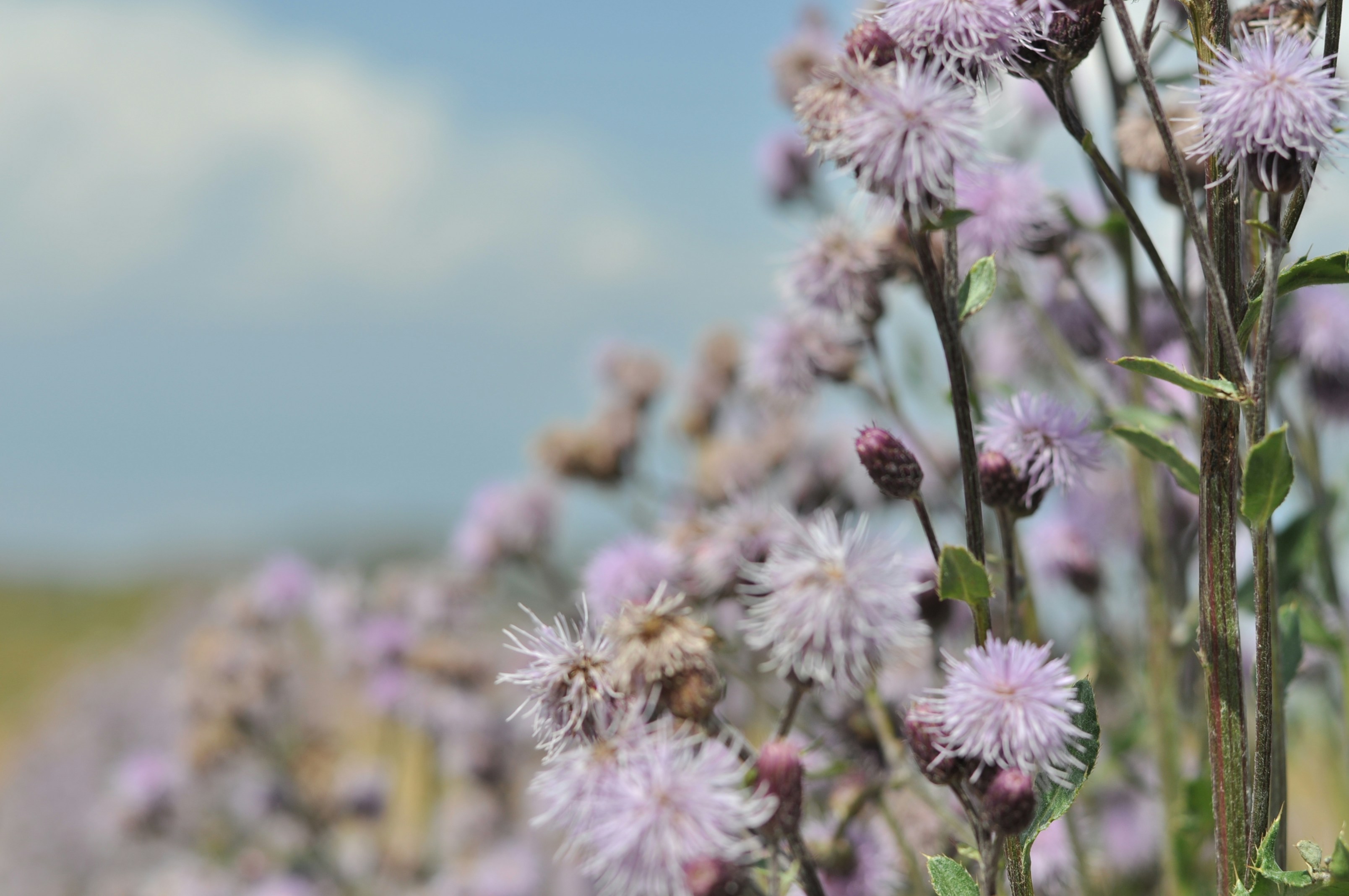 Soft-focus flowers cluster along a sunlit field, with pastel pink blooms forming the foreground and a blurred horizon in the background.