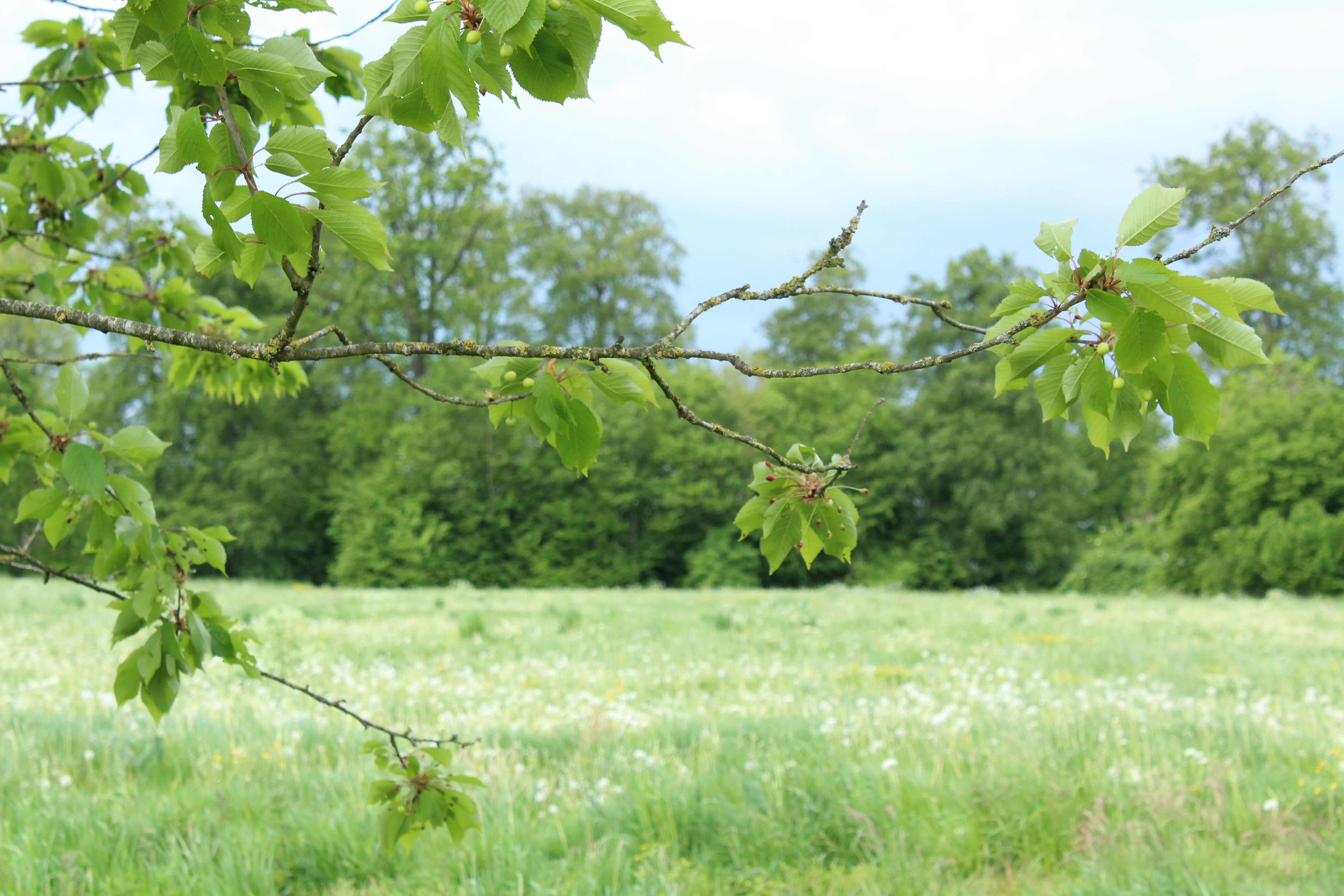 Branch Frame: Quiet Meadow Beyond the Leafy Edge