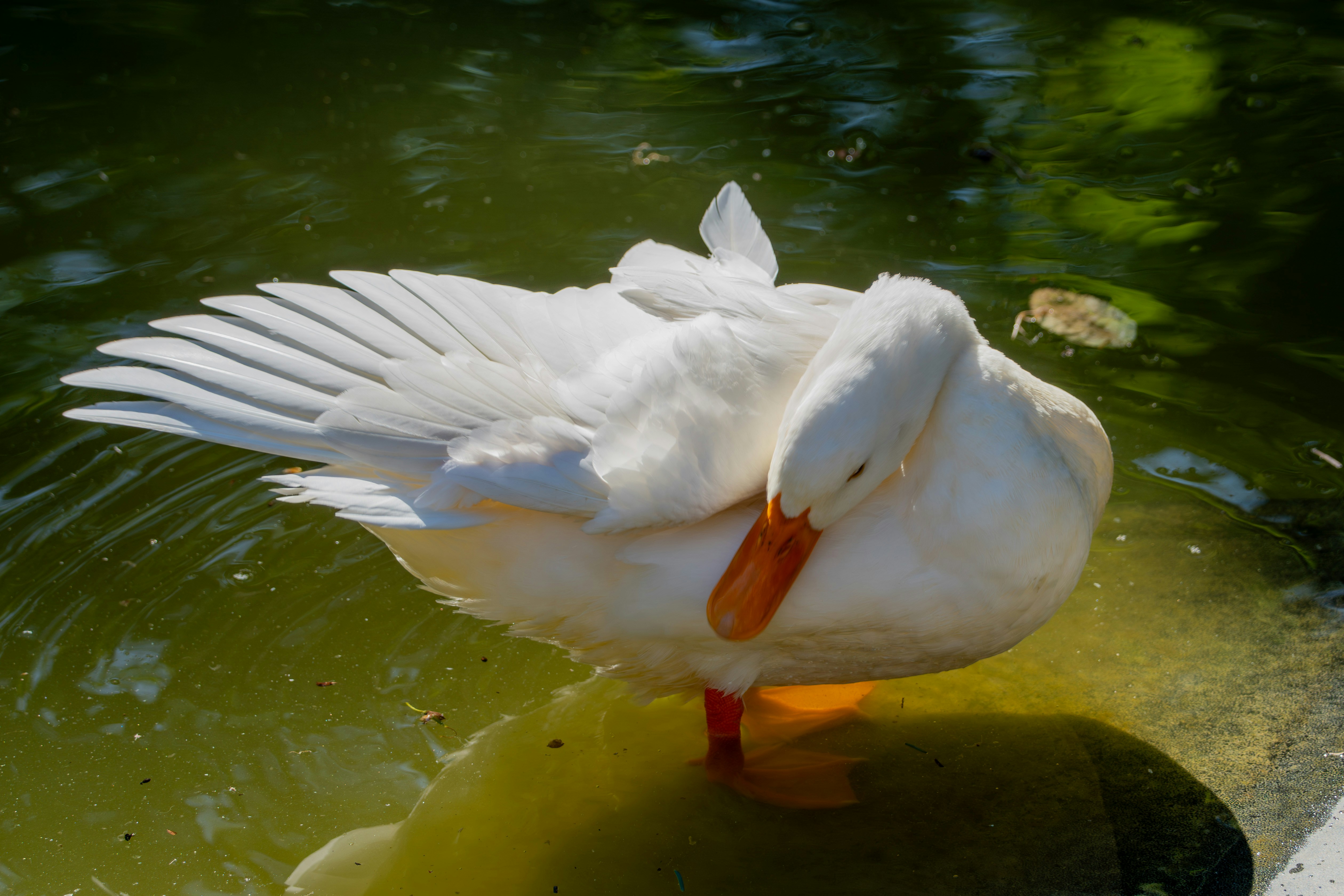 White Duck at the Edge: A Quiet Moment in Sunlit Green Water