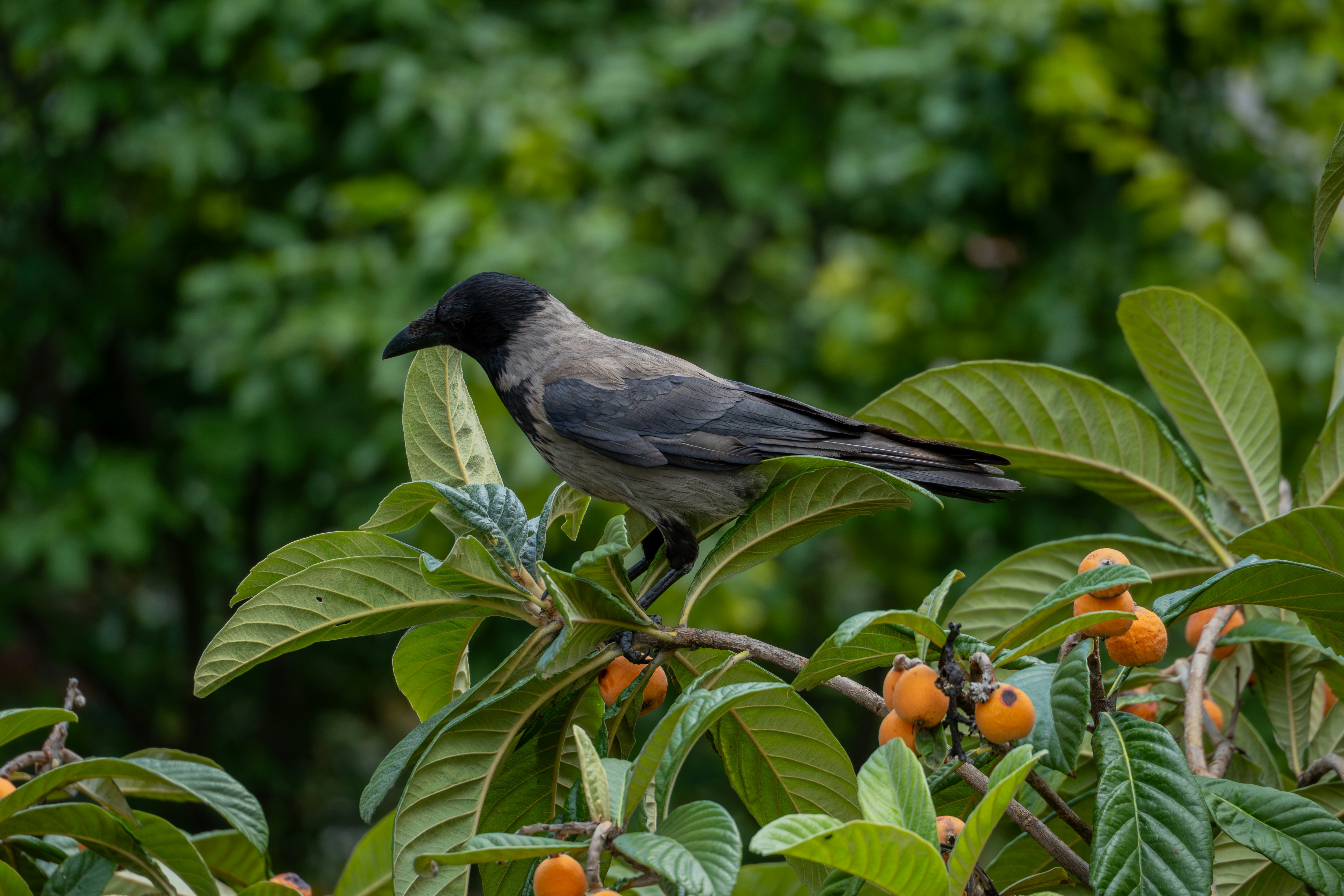 Midair Watch: A Crow Perched Among Citrus on a Leafy Branch