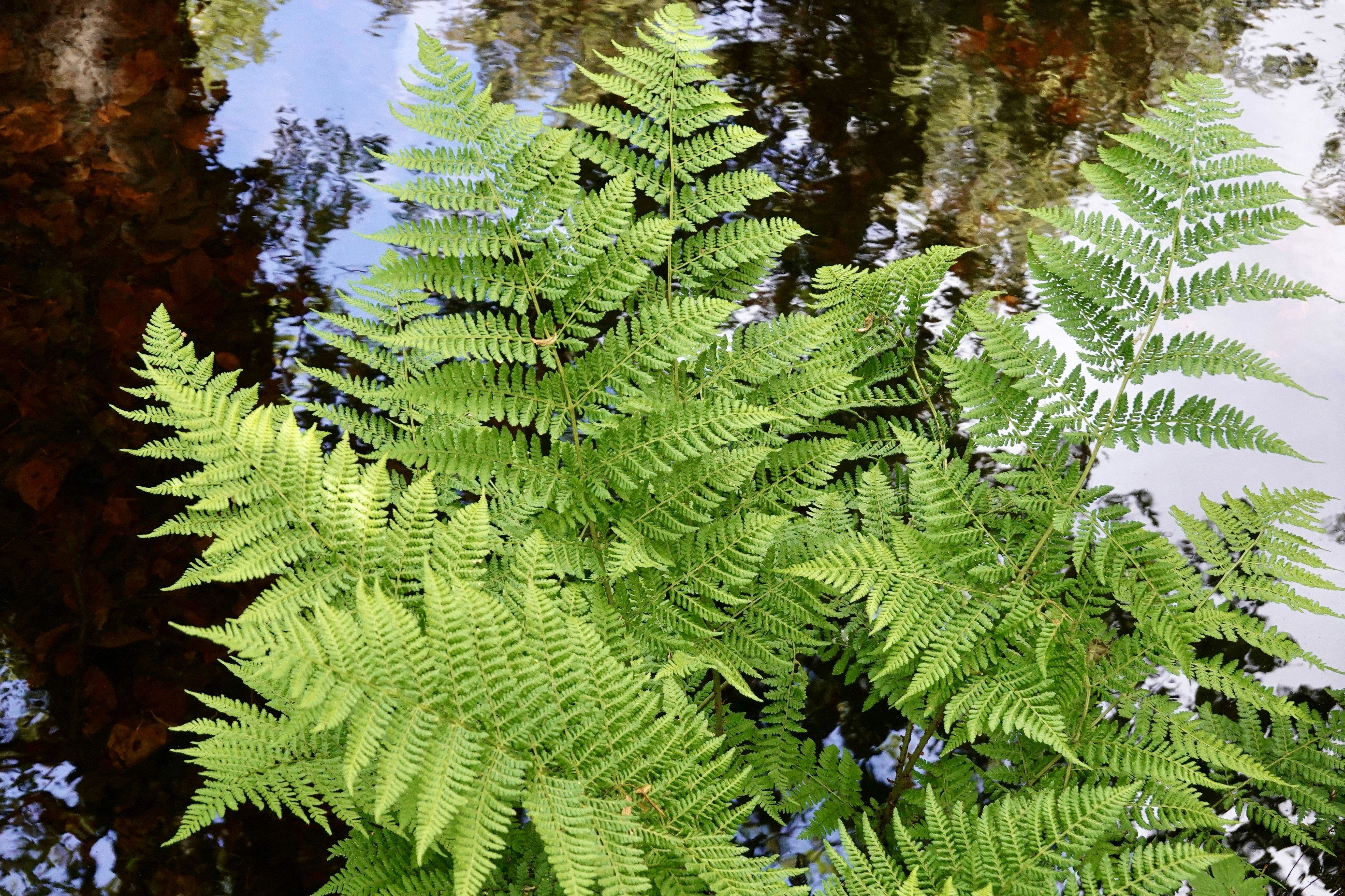 Emerald Fern Over Reflected Sky