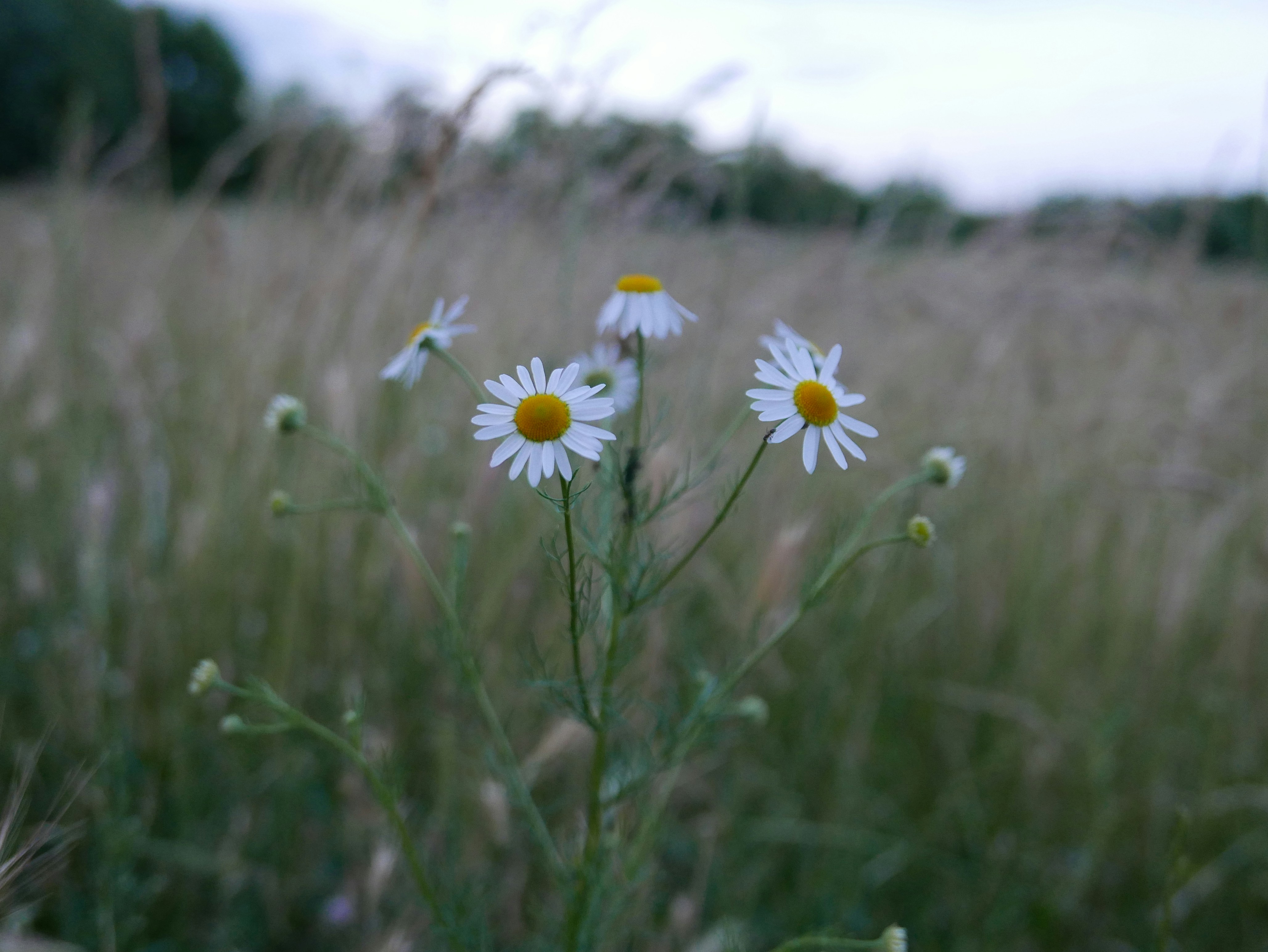 Daisy Spires in a Meadow: Quiet Focus Amid Gentle Blur
