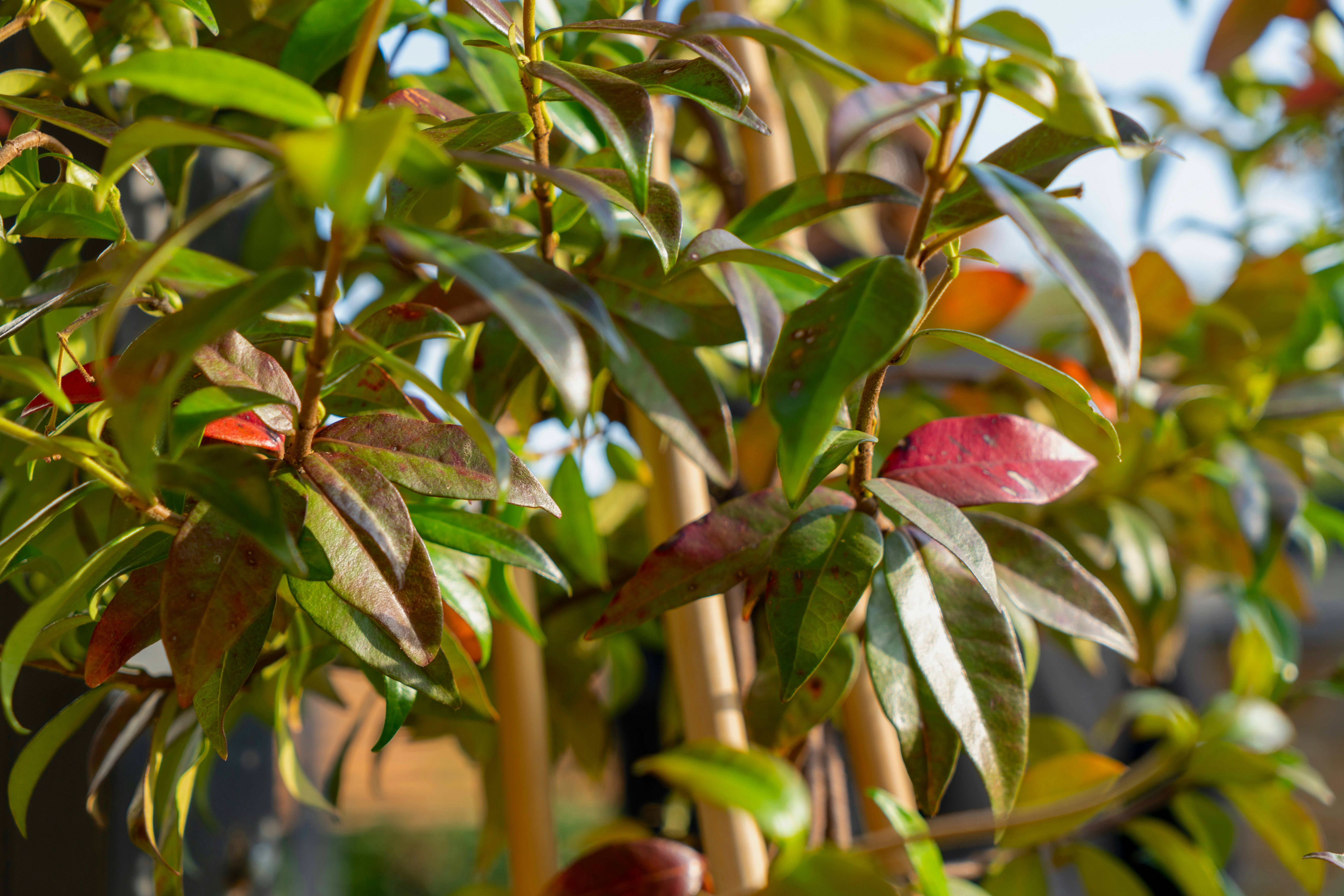 Untamed Garden: Sunlit Leaves in Quiet Focus