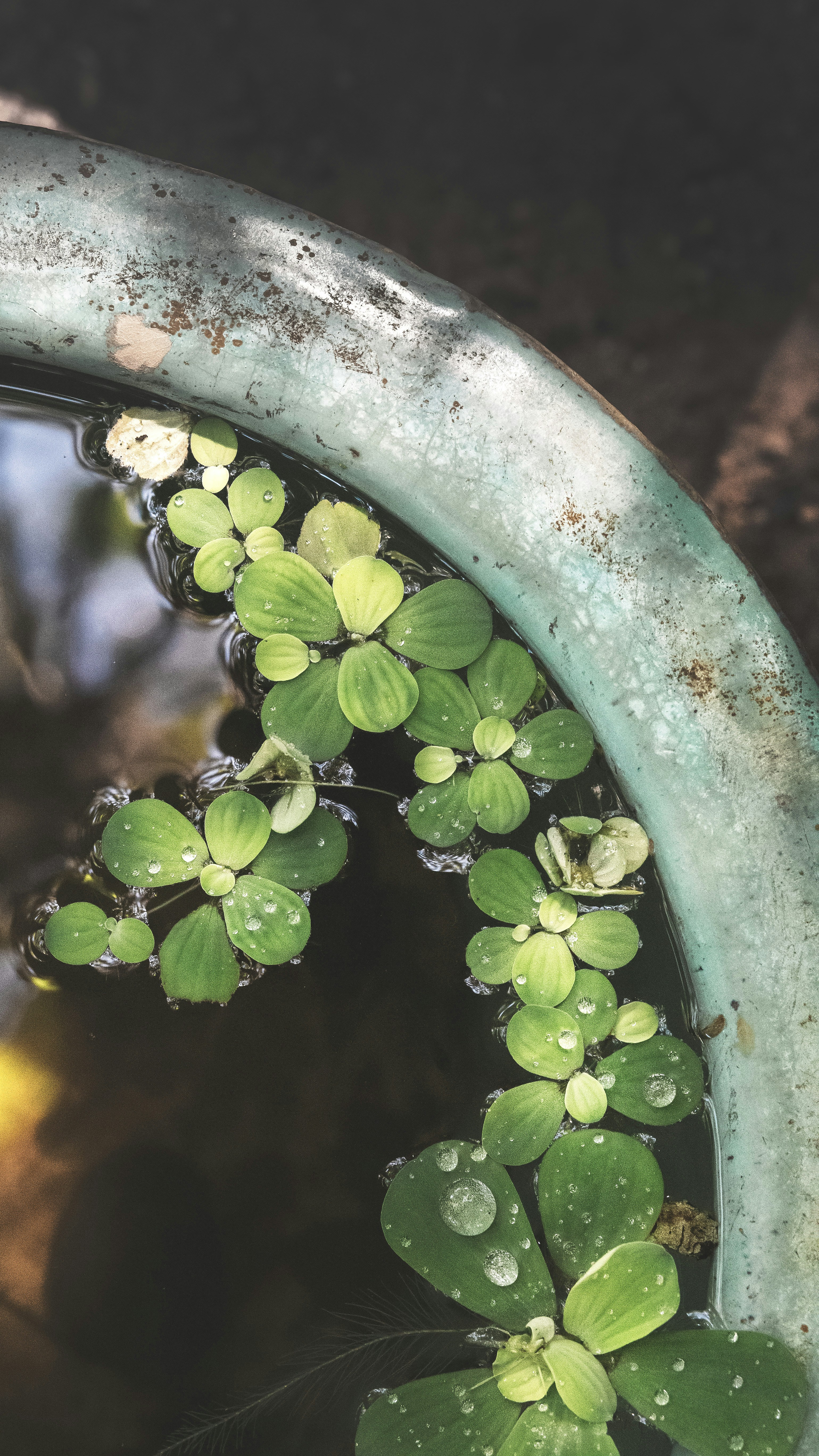 Circular Oasis: Green Floating Leaves in a Weathered Pond Rim