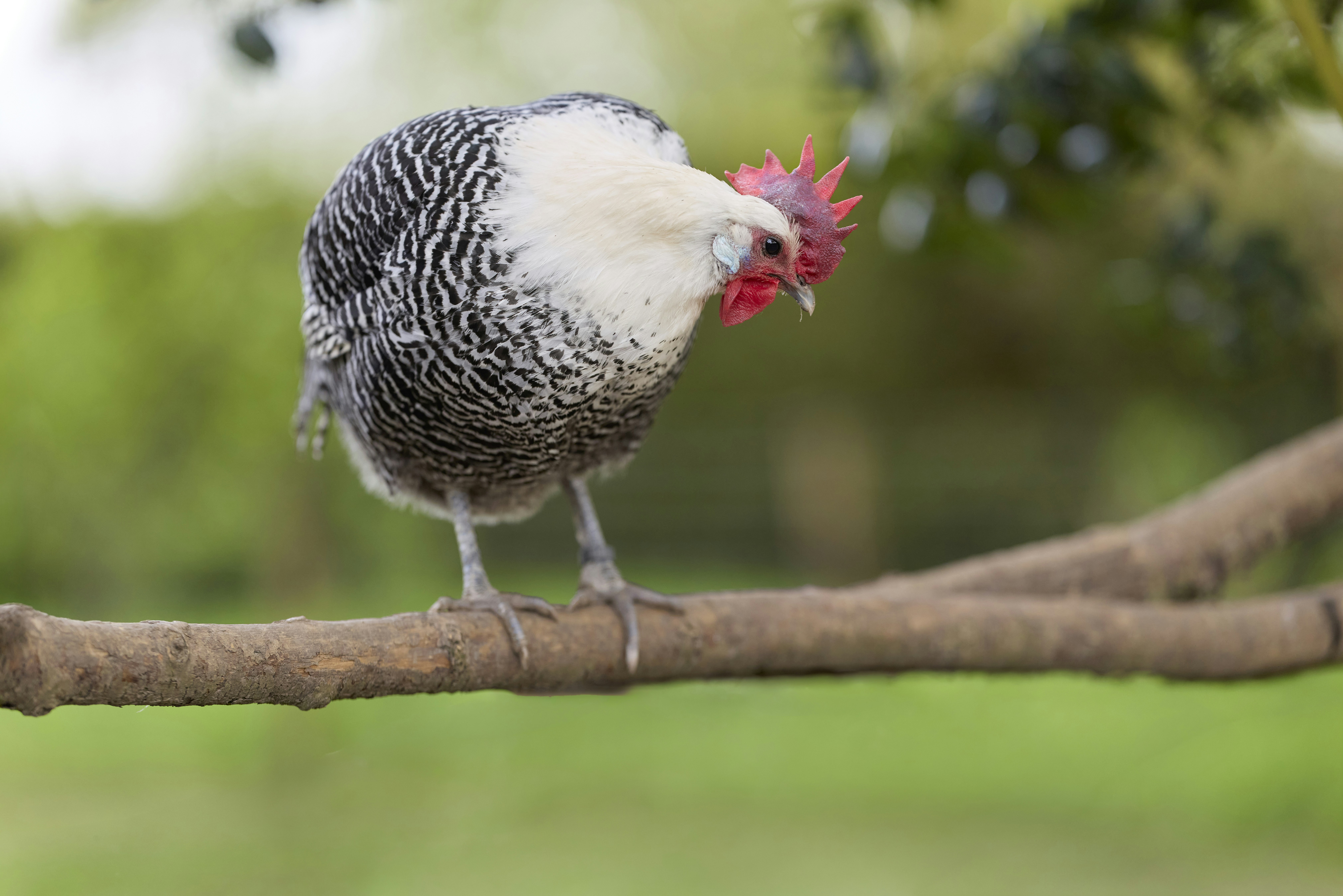 Perched and Pondering: A Gamecock on a Fixed Branch