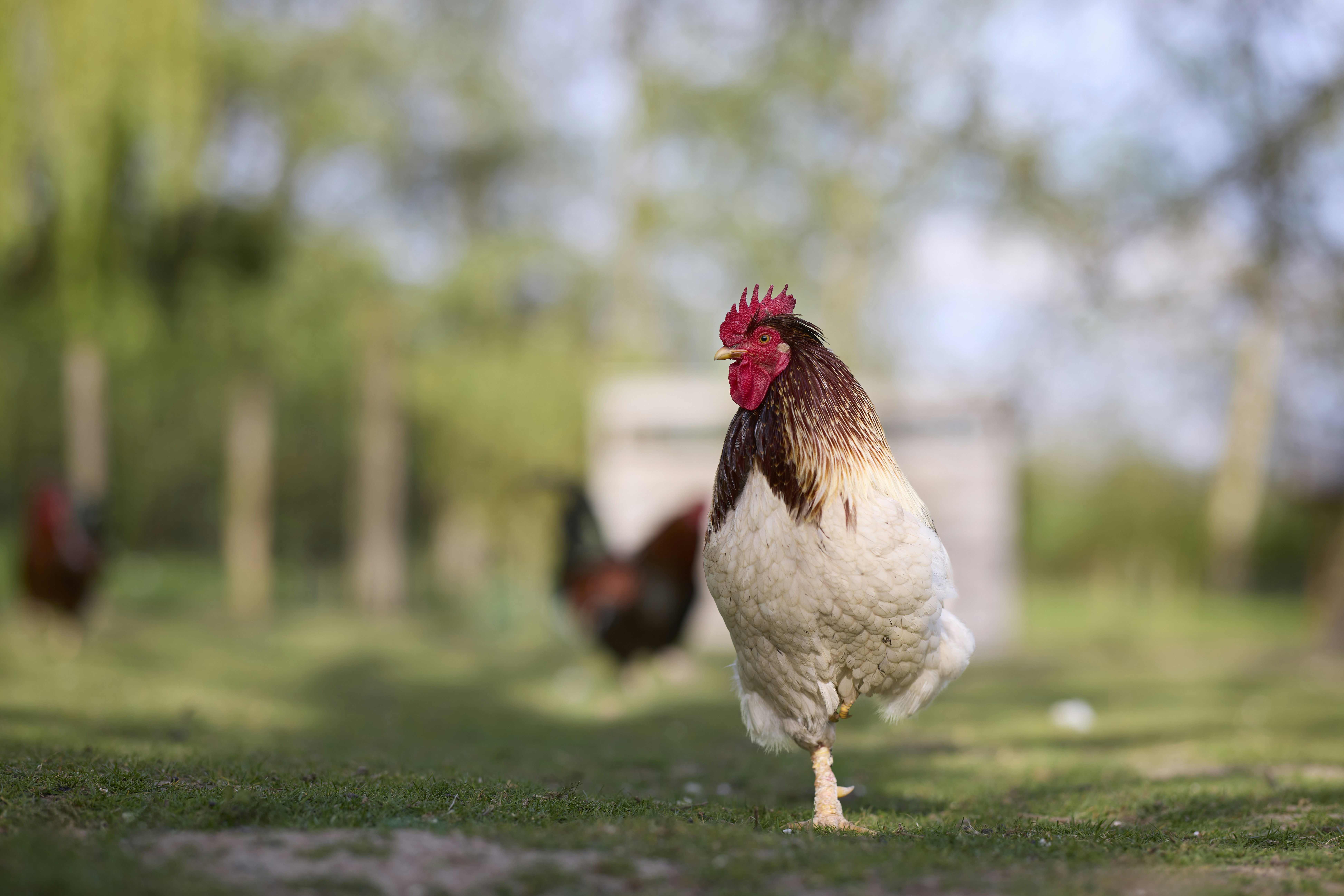 Rooster in Focus: A Lone Morning Stand Amid a Gentle Flock