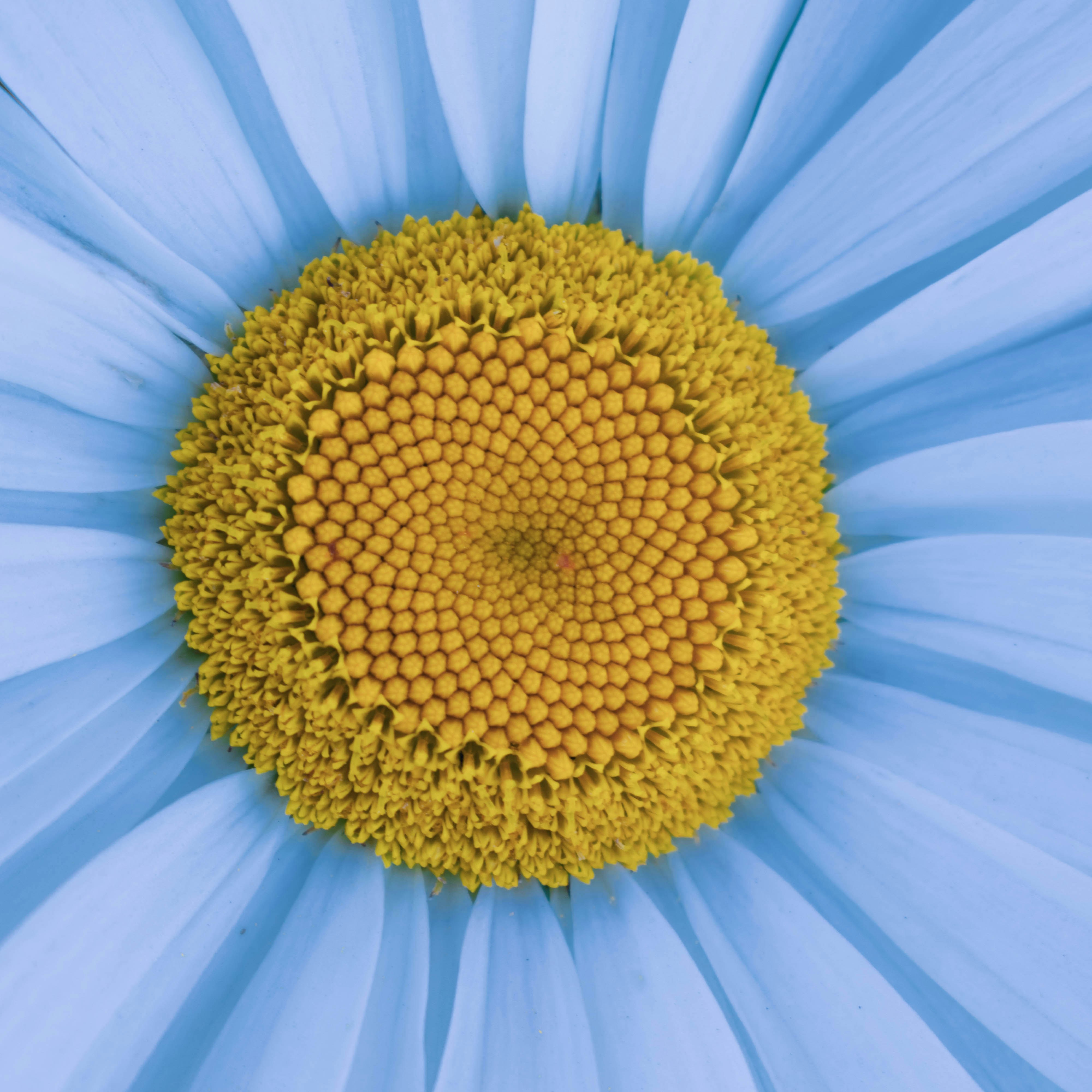 Blue Petals, Golden Center: A Macro Bloom Portrait