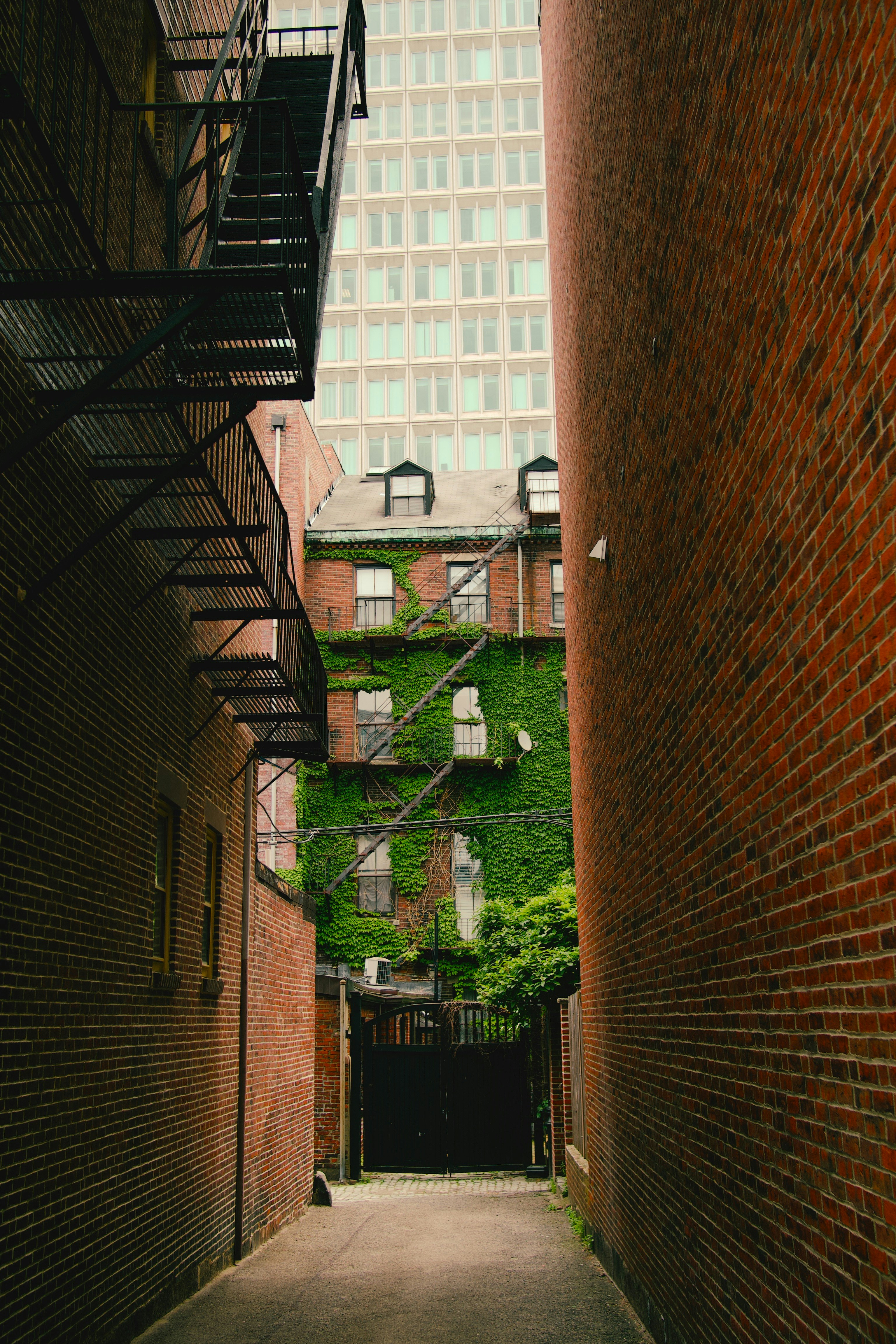 Urban Ivy Between Brick Walls: A Vanishing Alley Gate