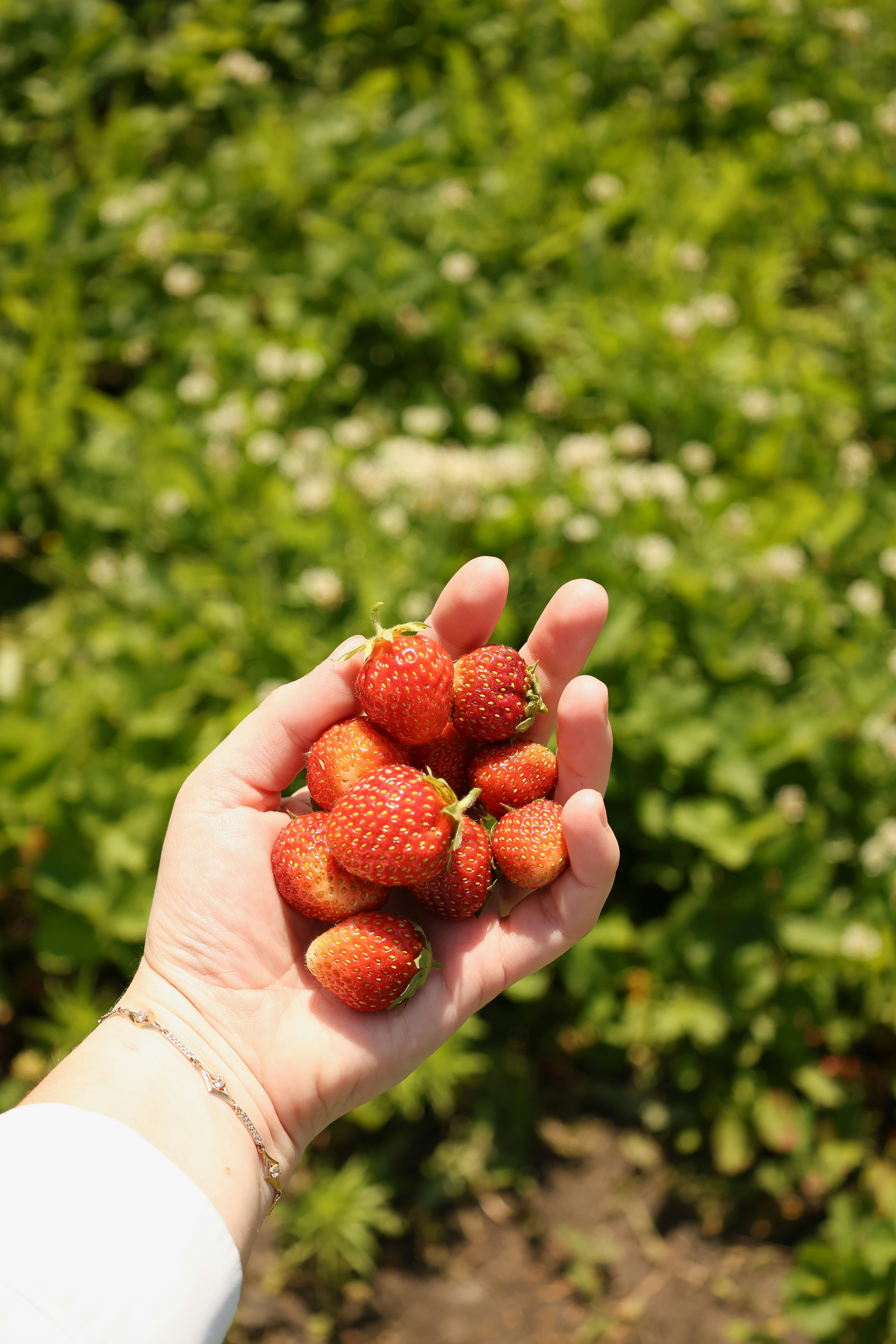 A woman’s hand holding a fresh ripe strawberry against a natural background. Concept of healthy eating, summer season, freshness, natural food, and minimalism.