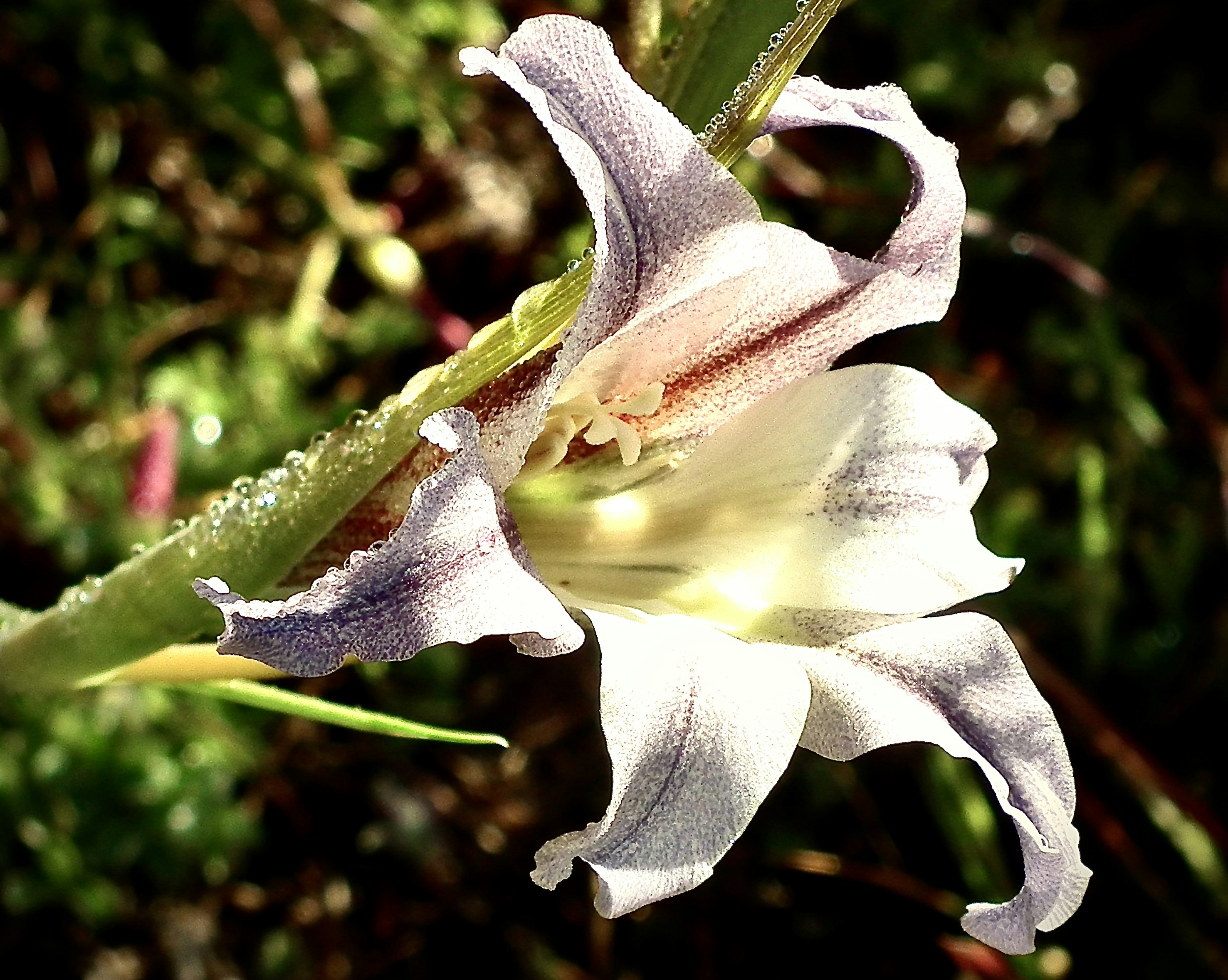 Petal Snow: A Close-Up Portrait of a Lavender-White Lily in Morning Light