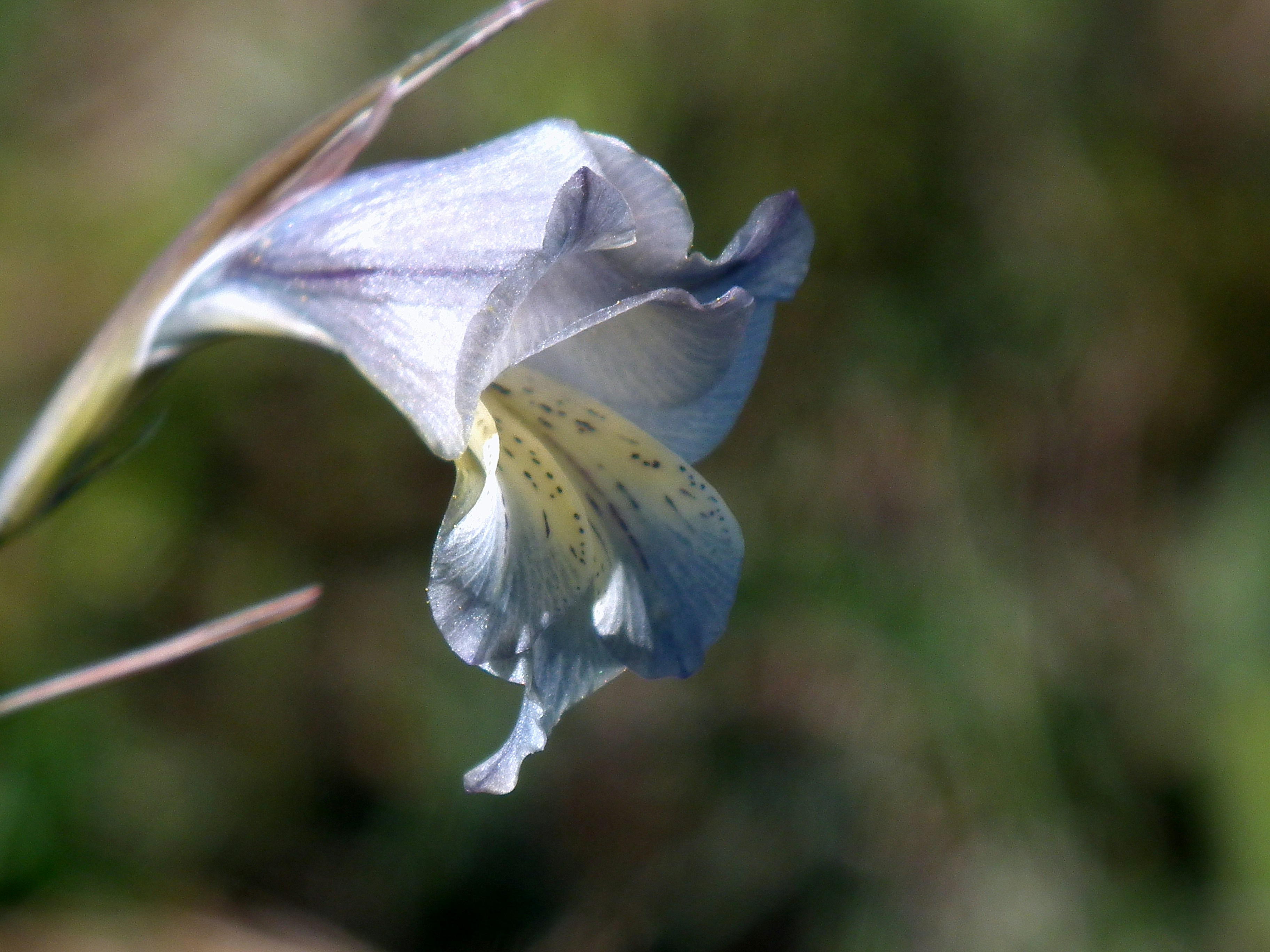 Blue iris petal in soft focus meadow