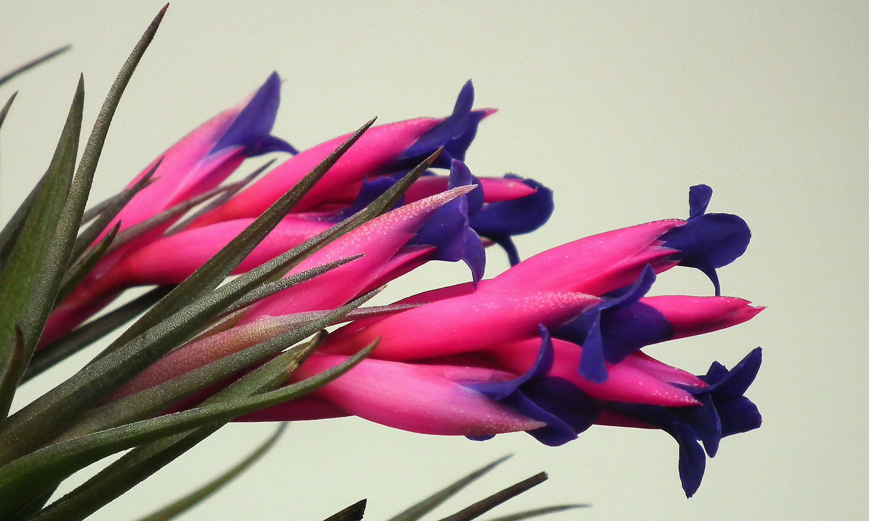 Petals in Focus: Neon Pink and Violet Buds Stretch Across a Pale Backdrop
