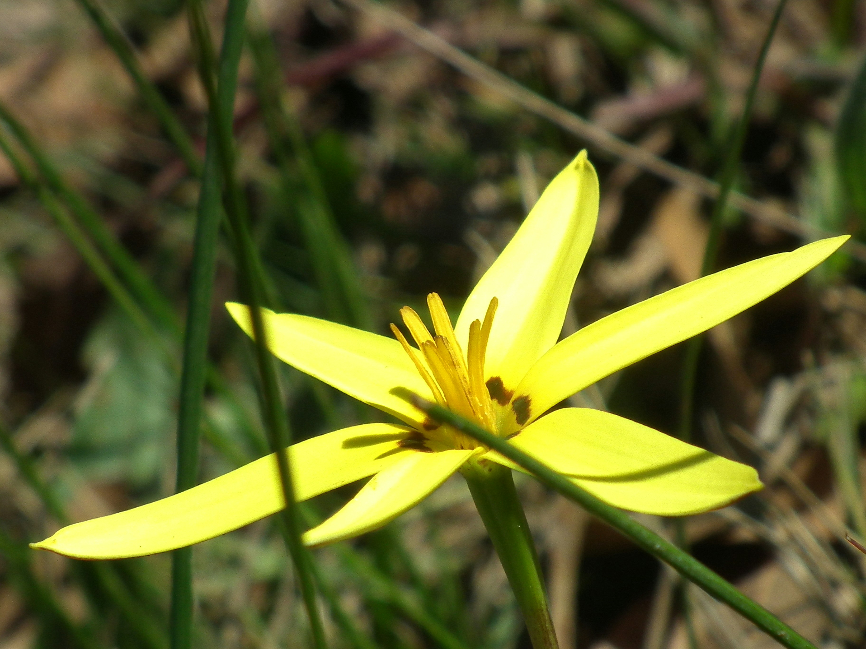 Sunlit Yellow Blossom Piercing Through Leafy Blur