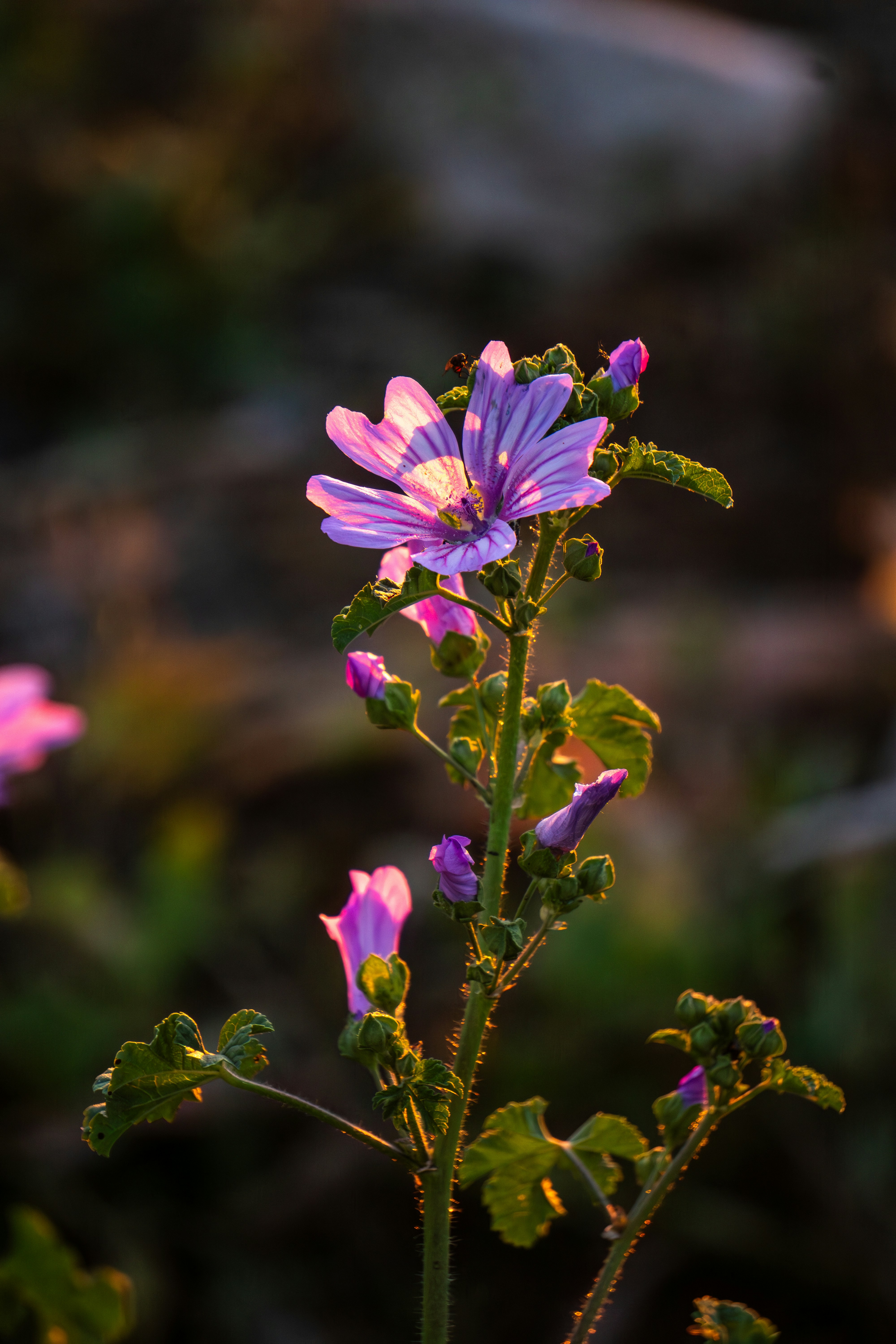 Sunlit Violet Bloom Reaches Toward the Golden Hour