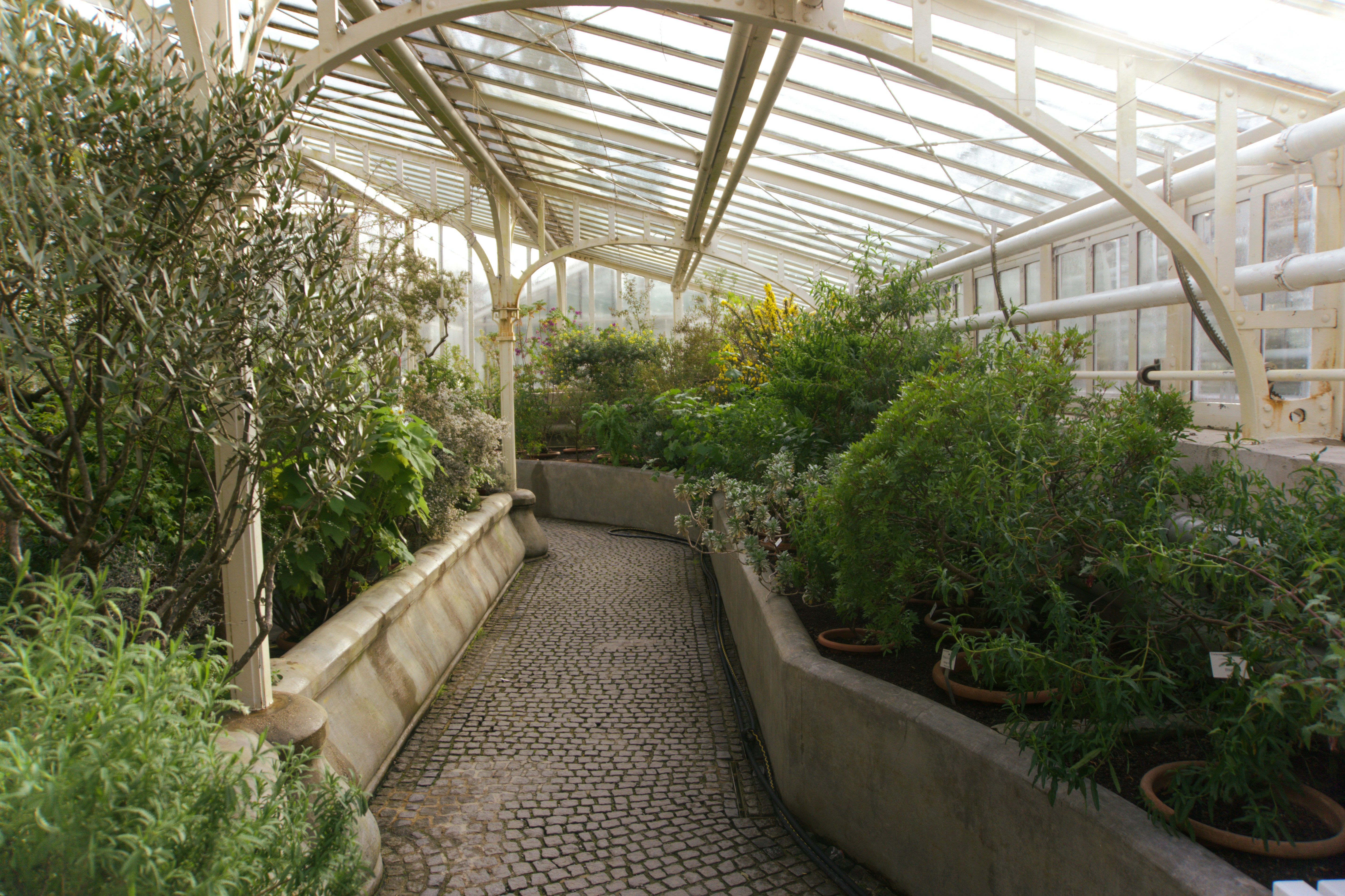 Greenhouse Aisle: Calm Path Between Verdant Planters