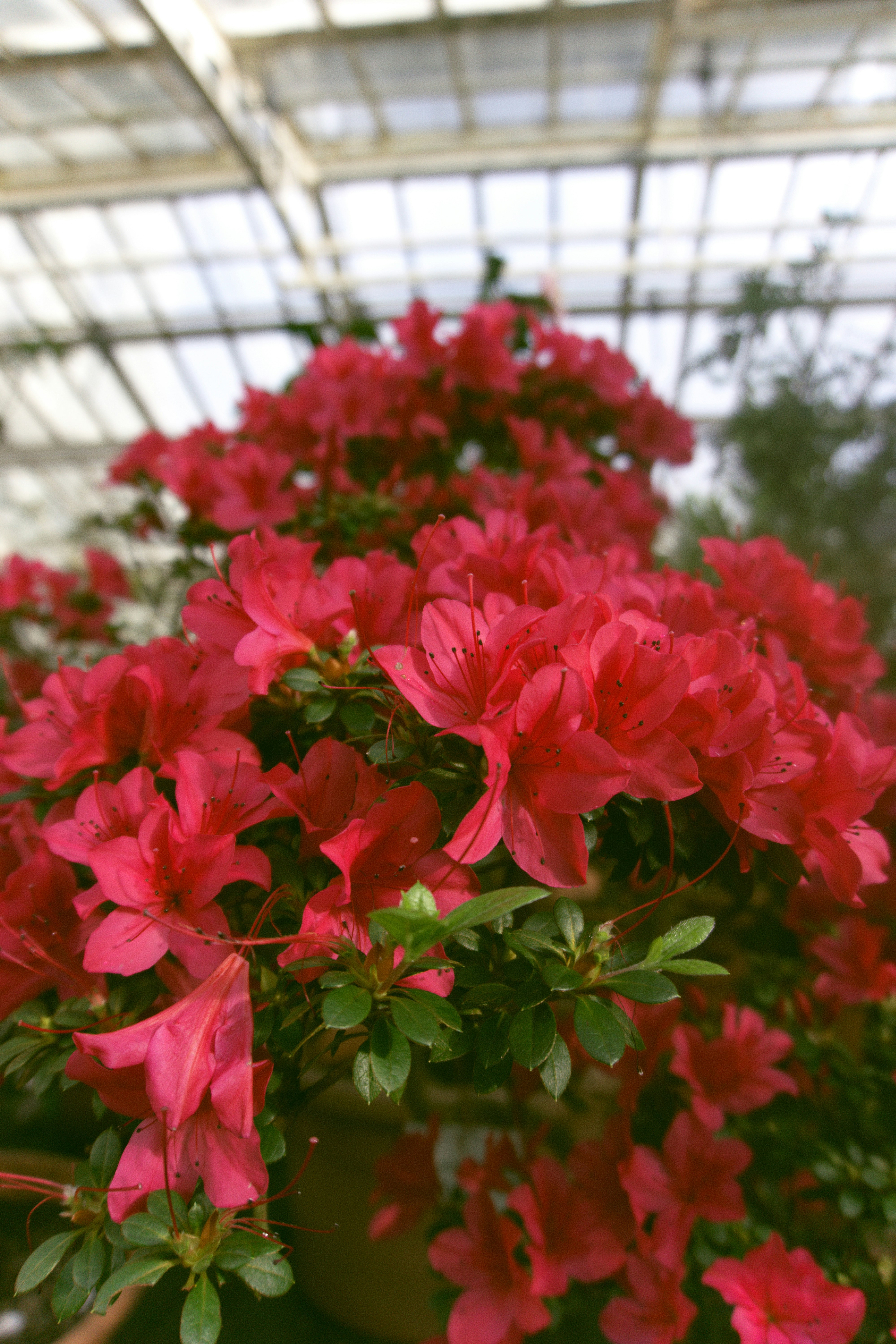Vibrant red flowers with green leaves under a glass roof.