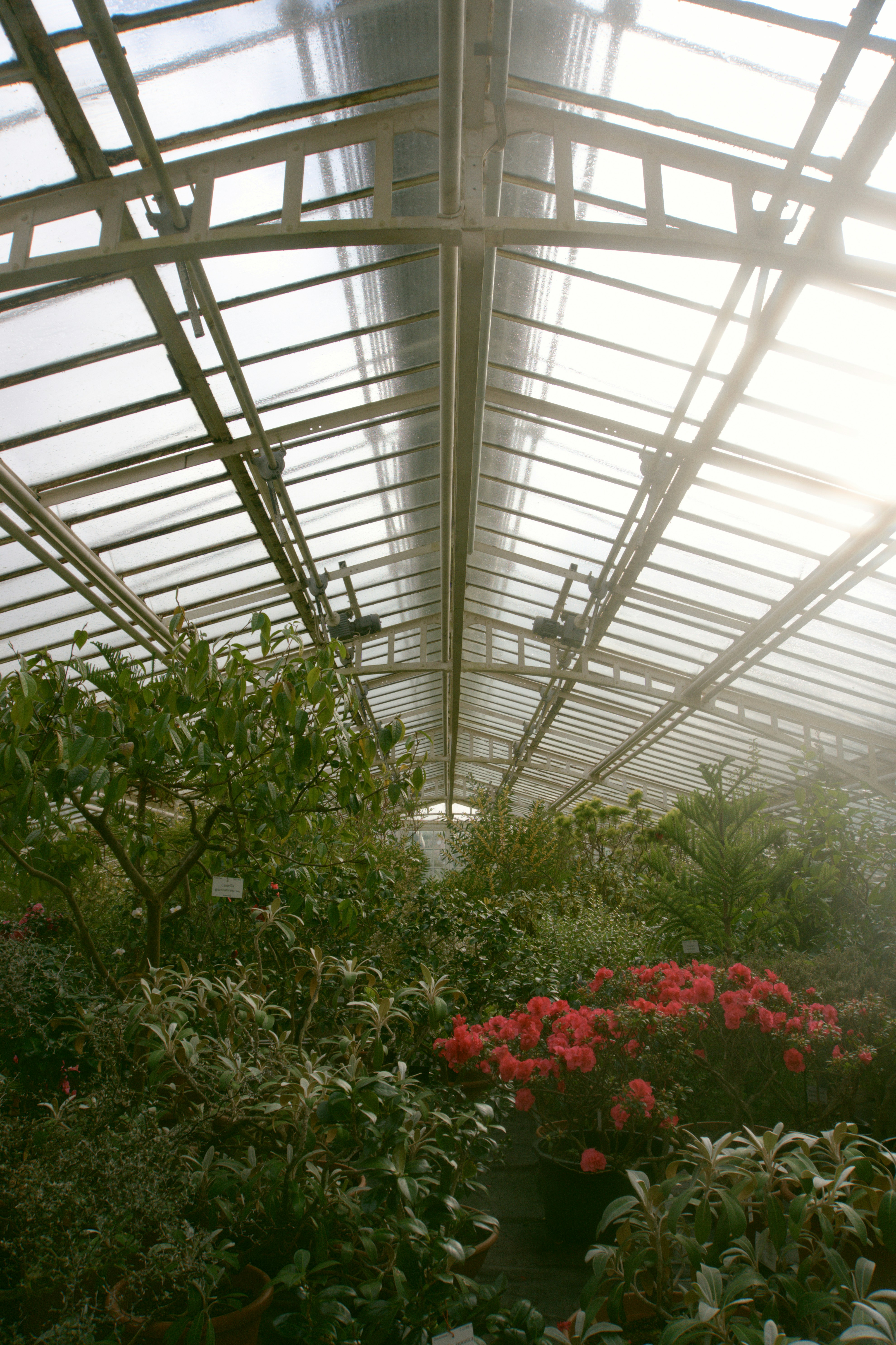 Soft light through a greenhouse canopy over a lush garden interior