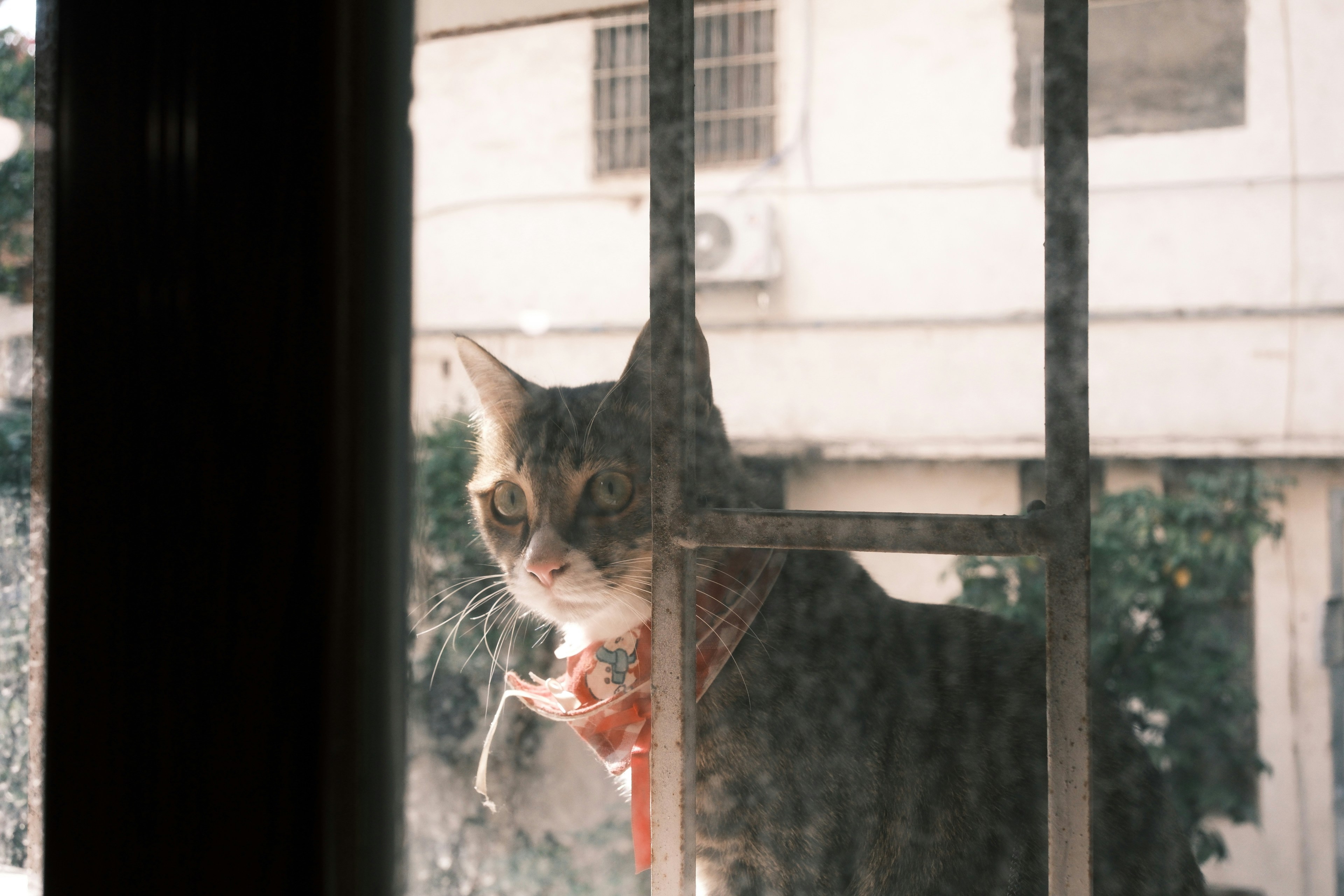 Curious Cat at the Window: A Soft Morning Pause