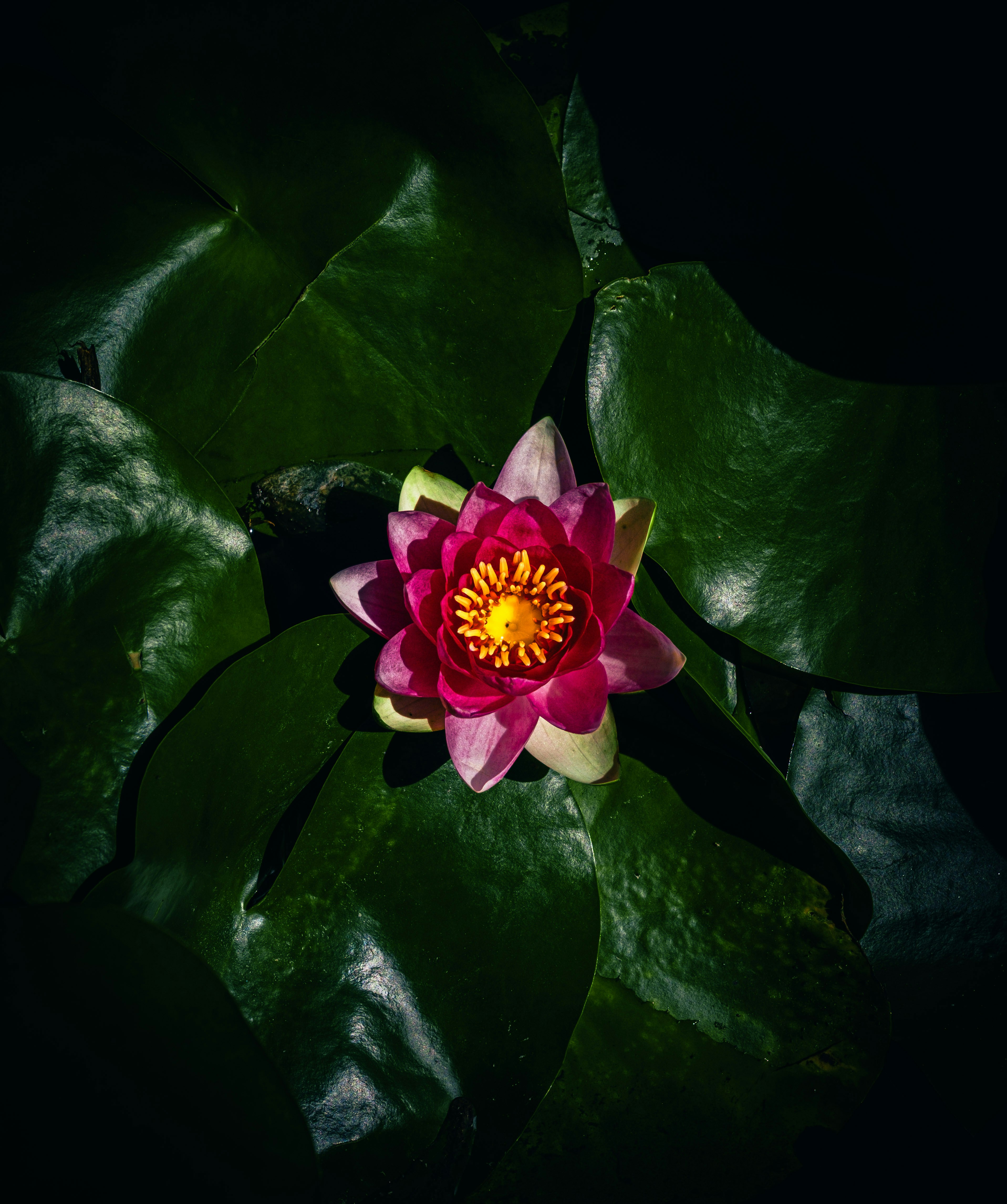 A single pink water lily with a bright yellow center.