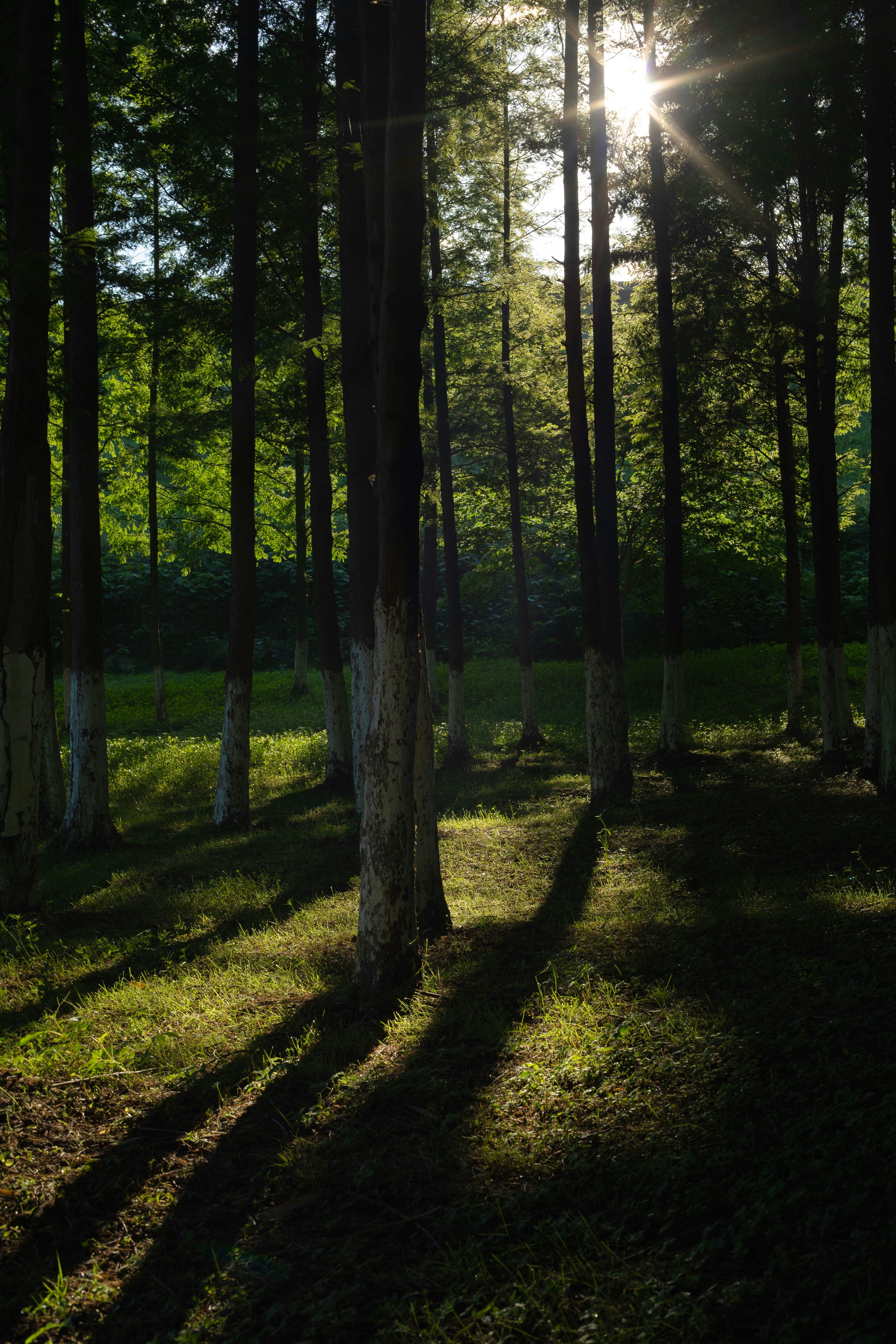 Sunlit Pine Avenue: Echoes of Light Between Tree Trunks