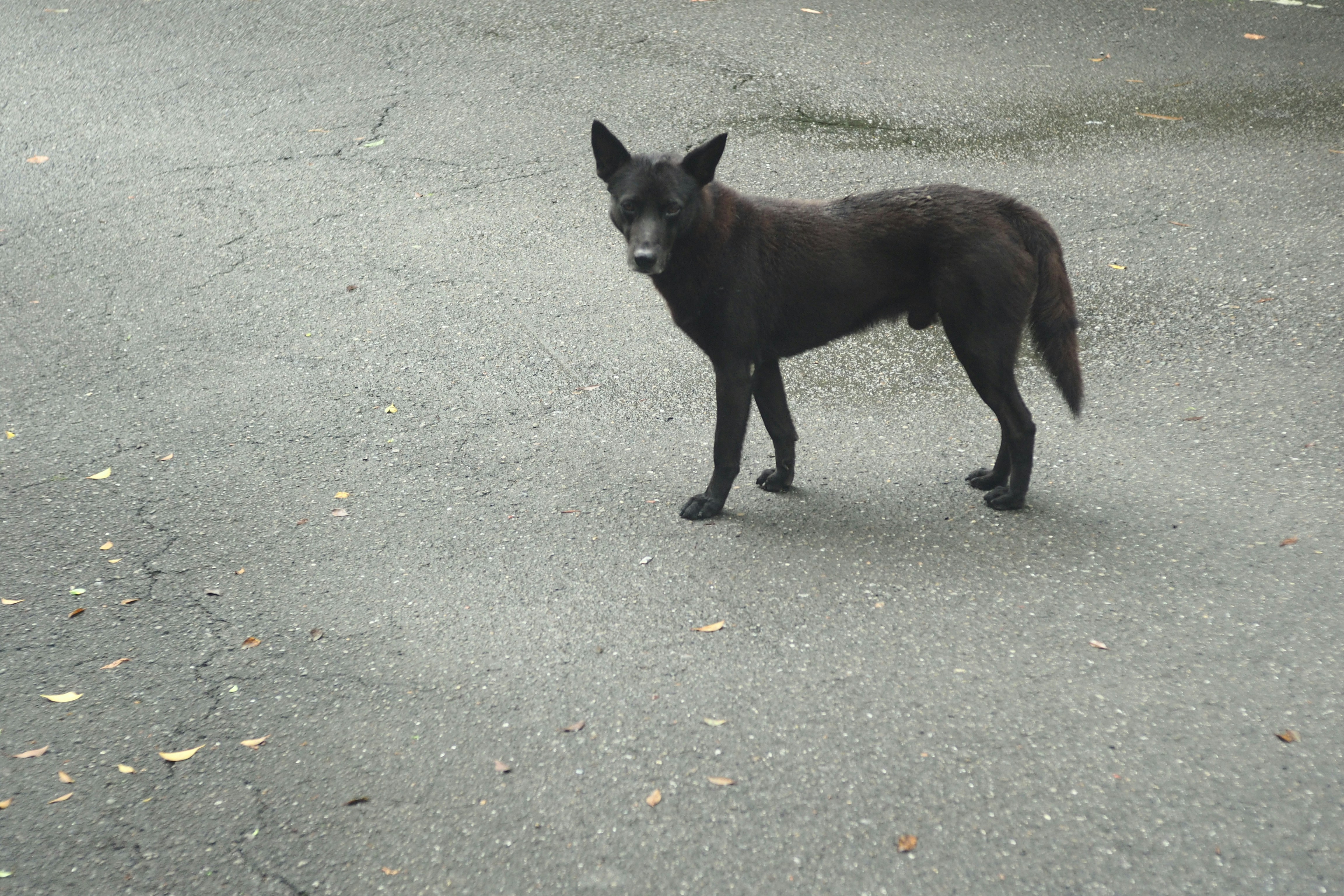 A Quiet Street Encounter: A Small Black Fox in the Open