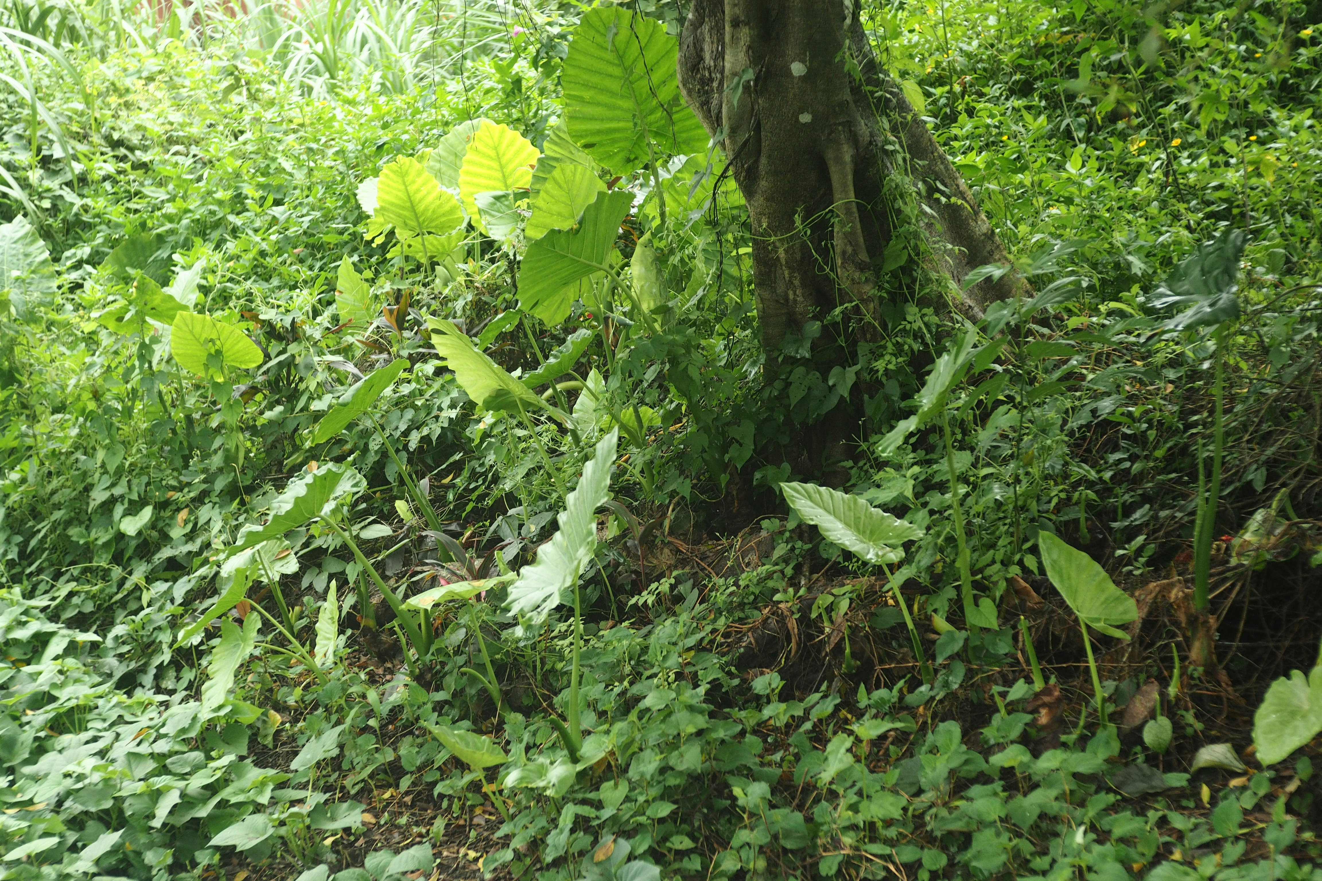 Forest Trunk and Groundcover: A Quiet Green Awakening
