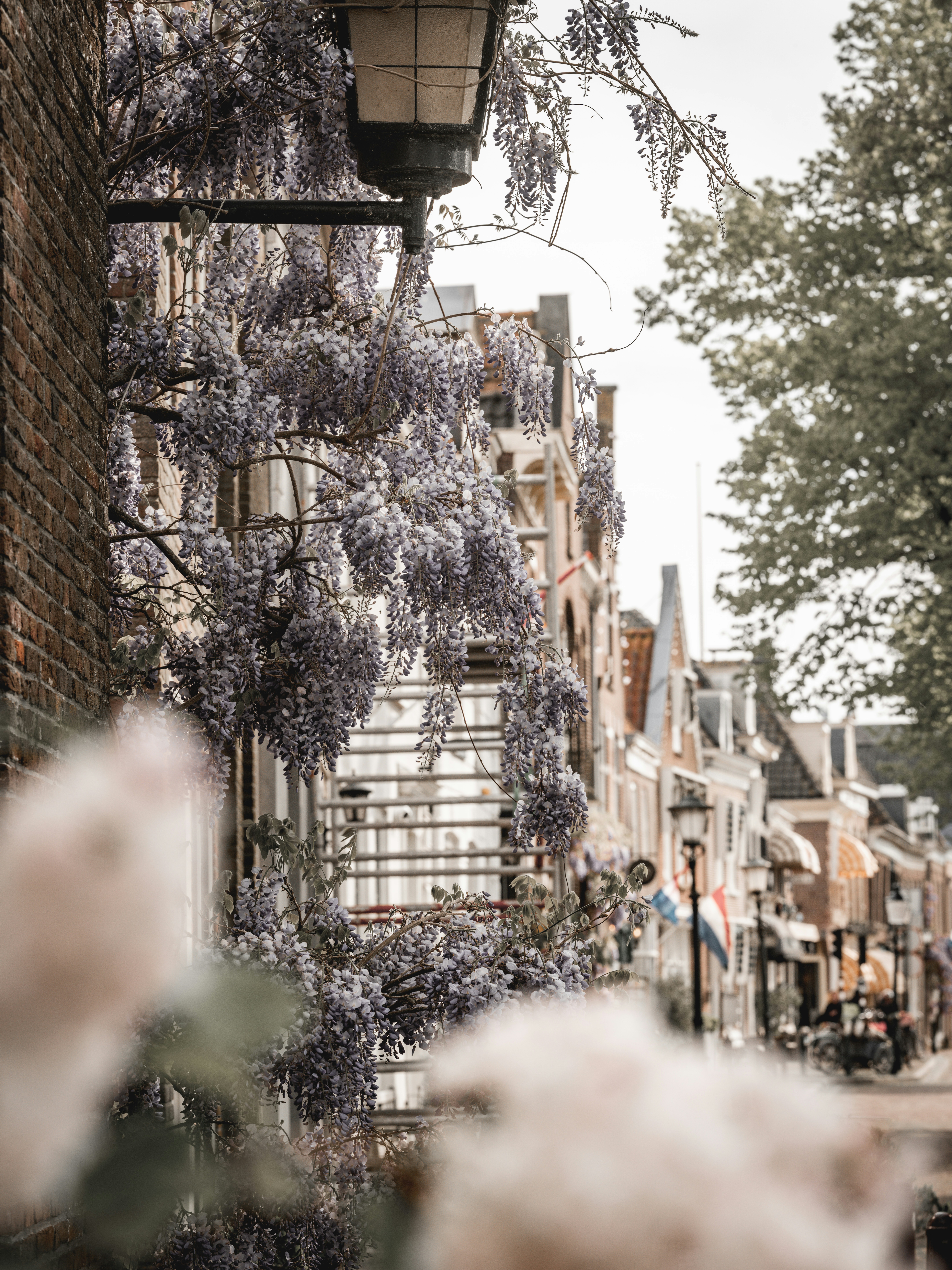 Wisteria-lined Lane: a quiet Dutch street in soft bloom