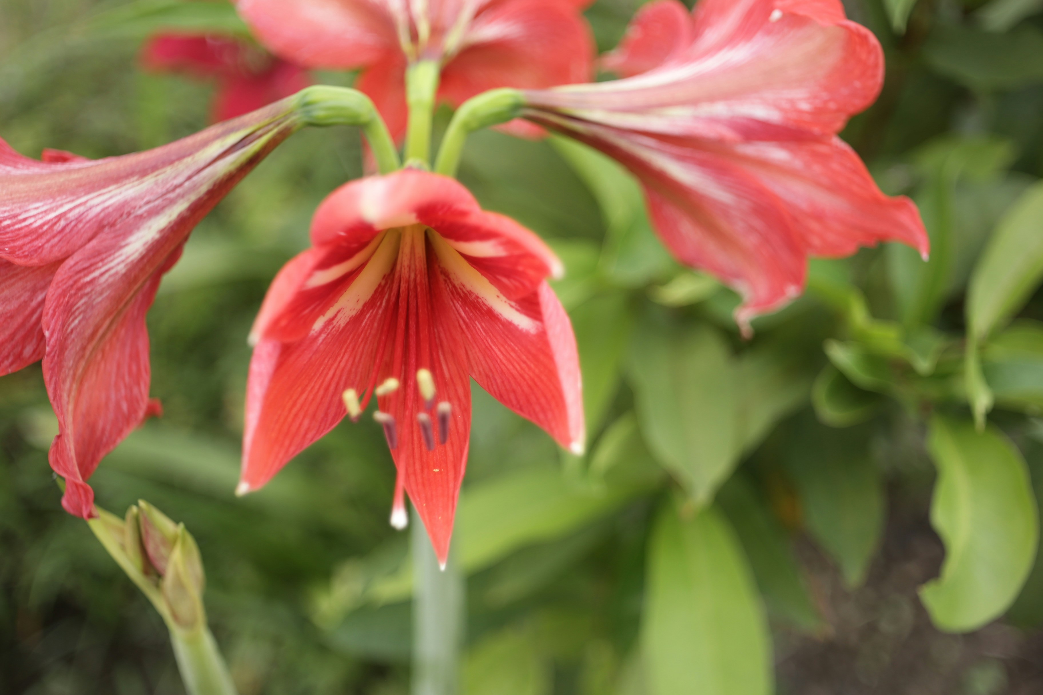 Red Lily Frond: A Double-Headed Bloom Against Green Backdrop