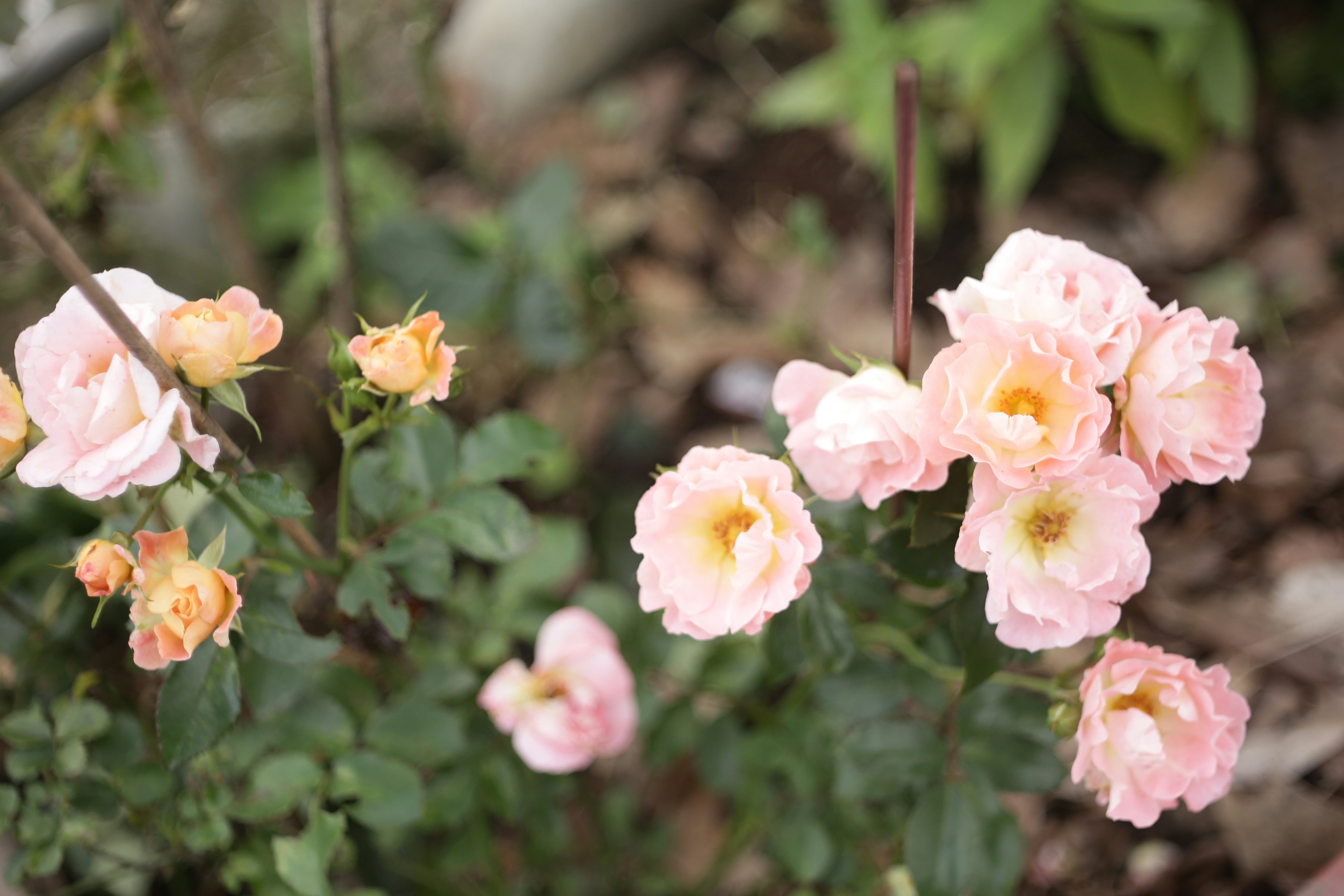 Soft Petal Chorus: Pale Roses in a Quiet Garden