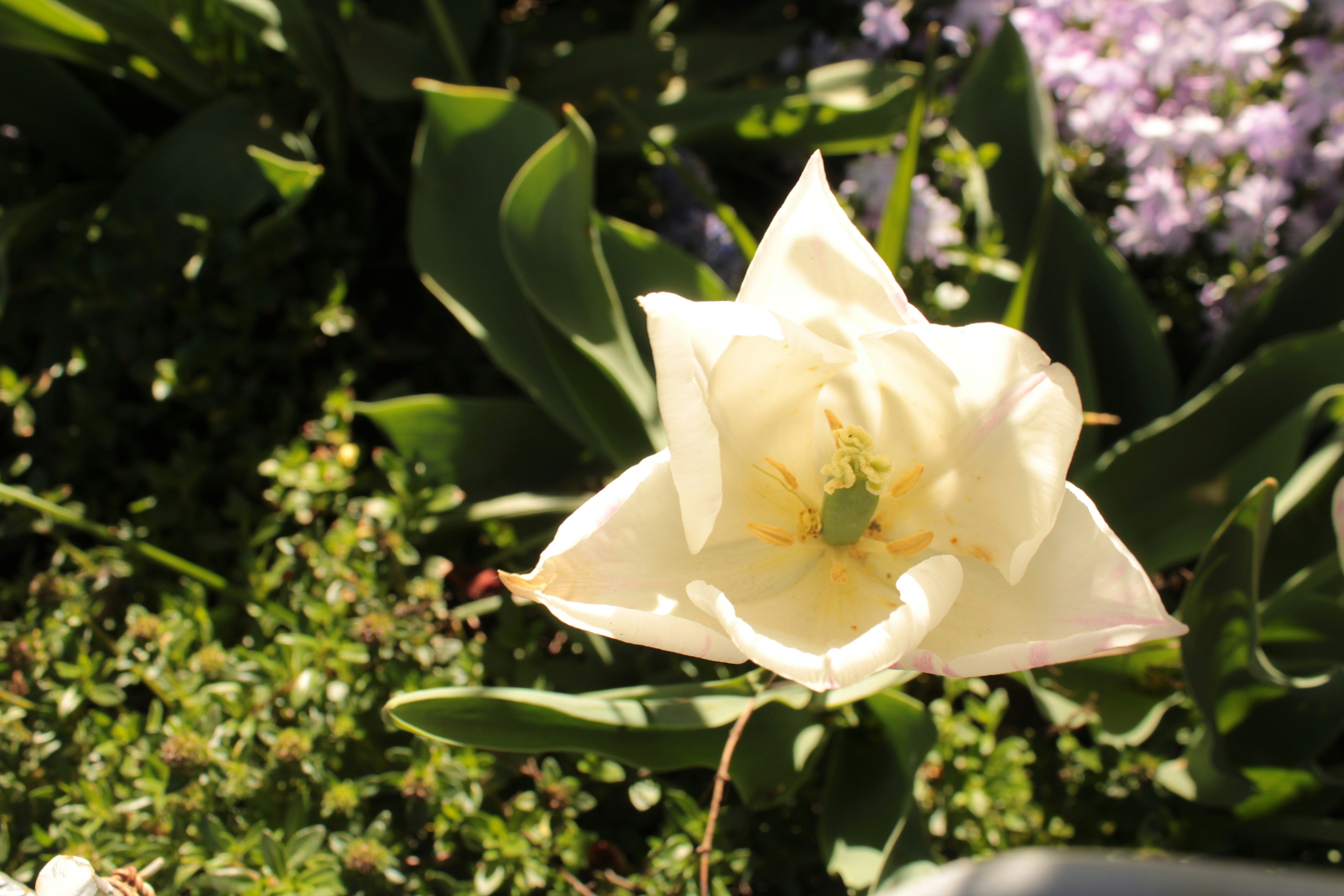 Cream-white tulip bathed in sunlight amid lush greenery and distant purple blooms; a garden still-life focus with natural background texture.