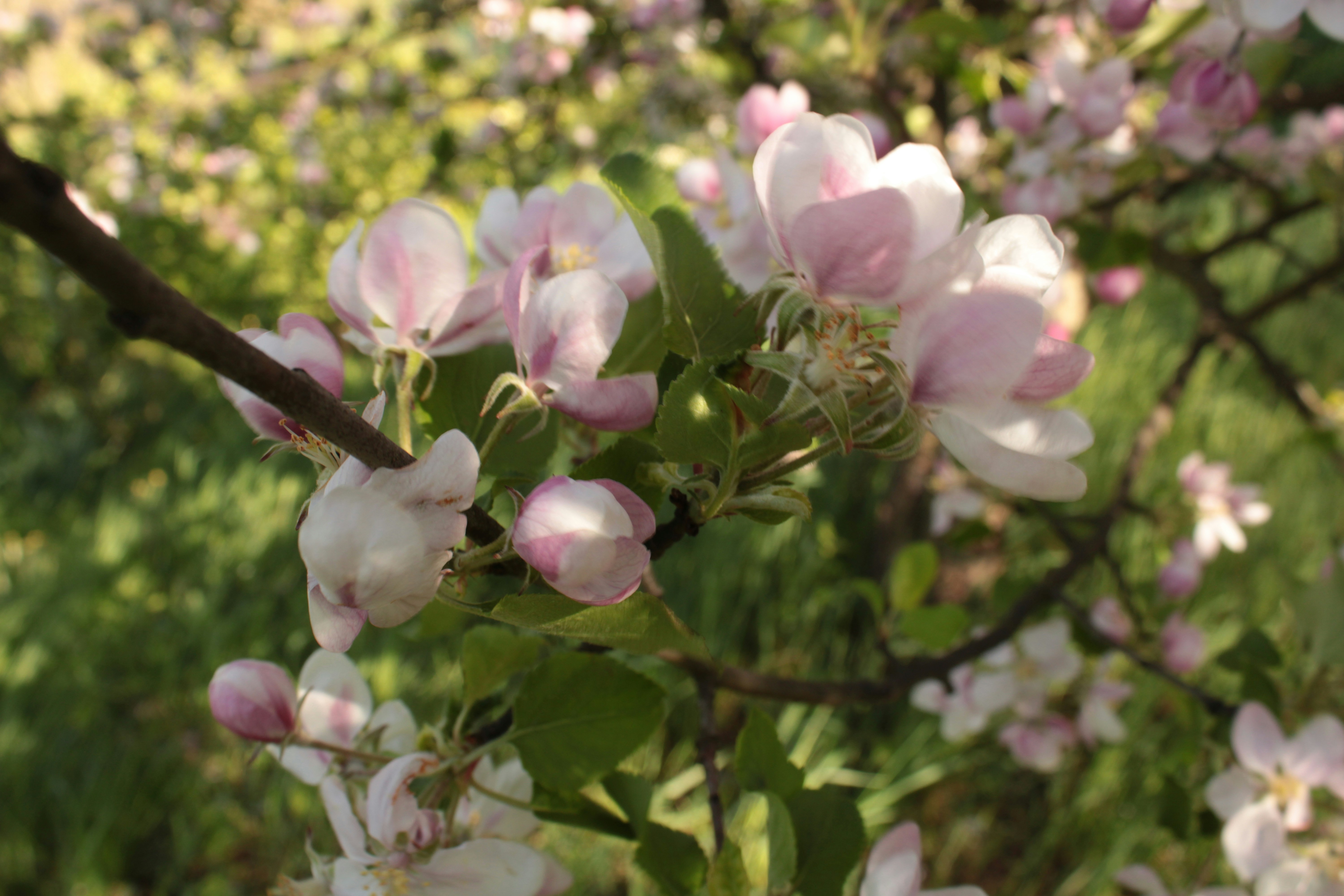 Blossoms in Soft Spring Light