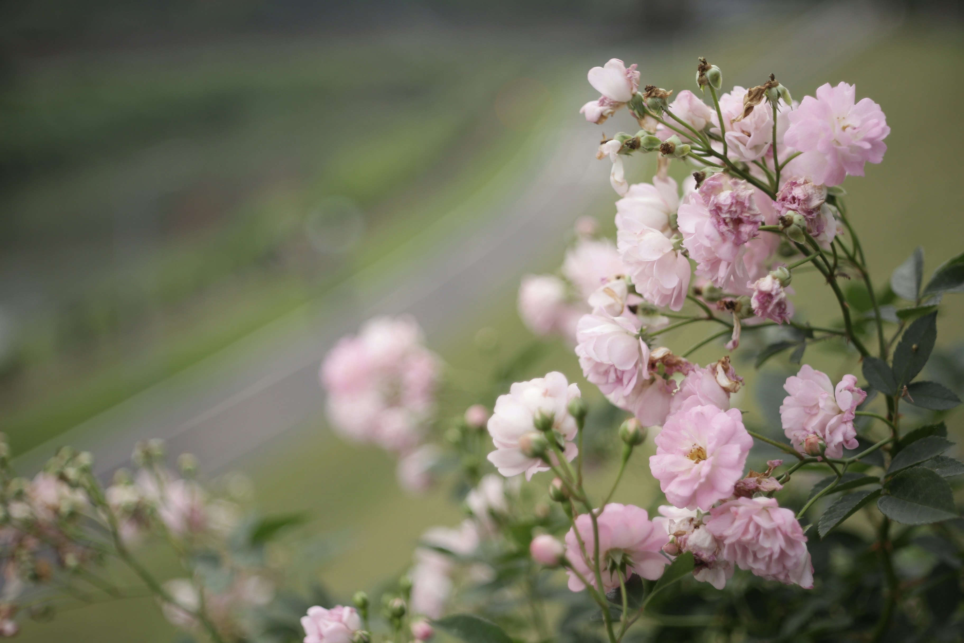 Blush Roses on a Wind-Kissed Slope