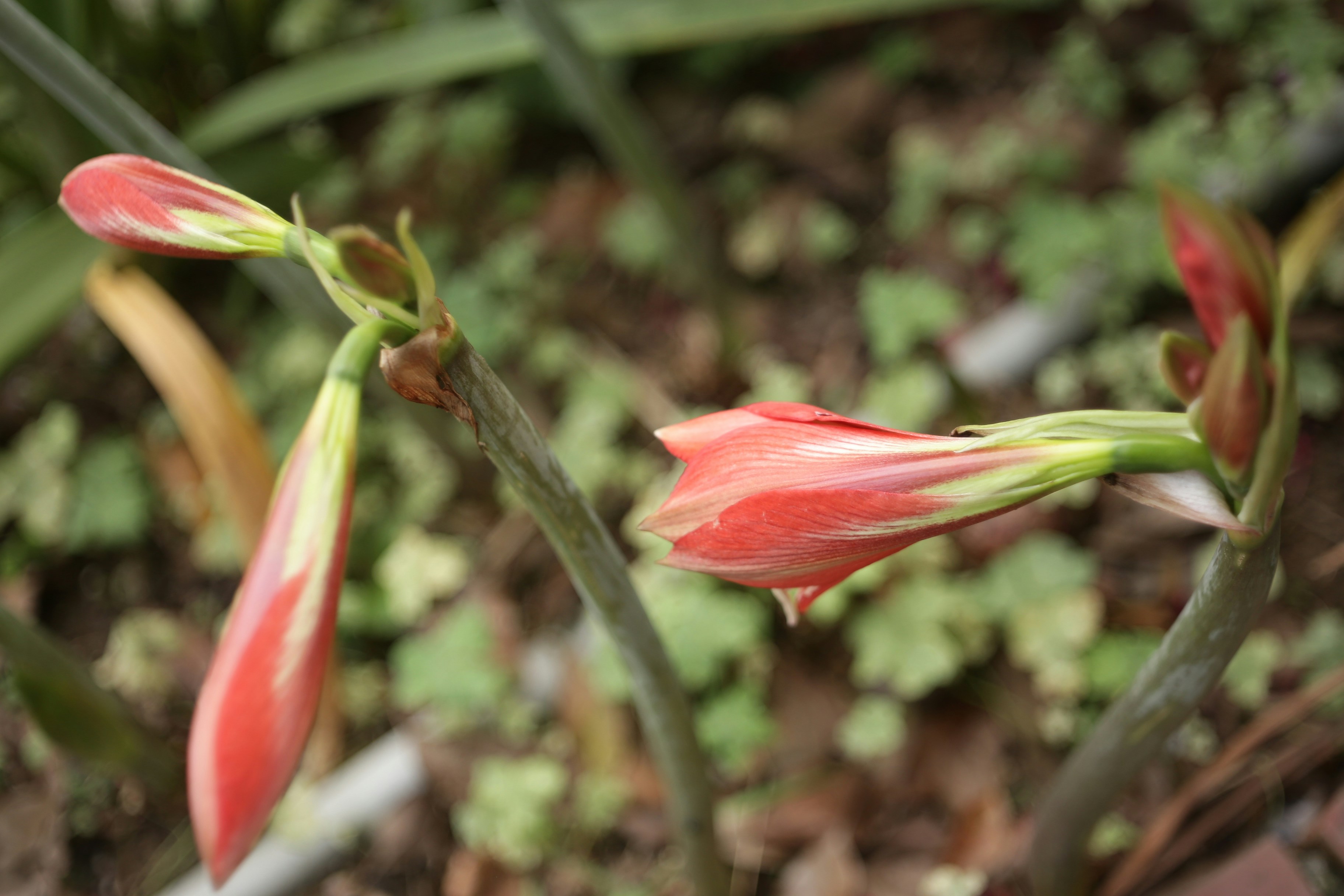 Two red and white striped flower buds on green stems.