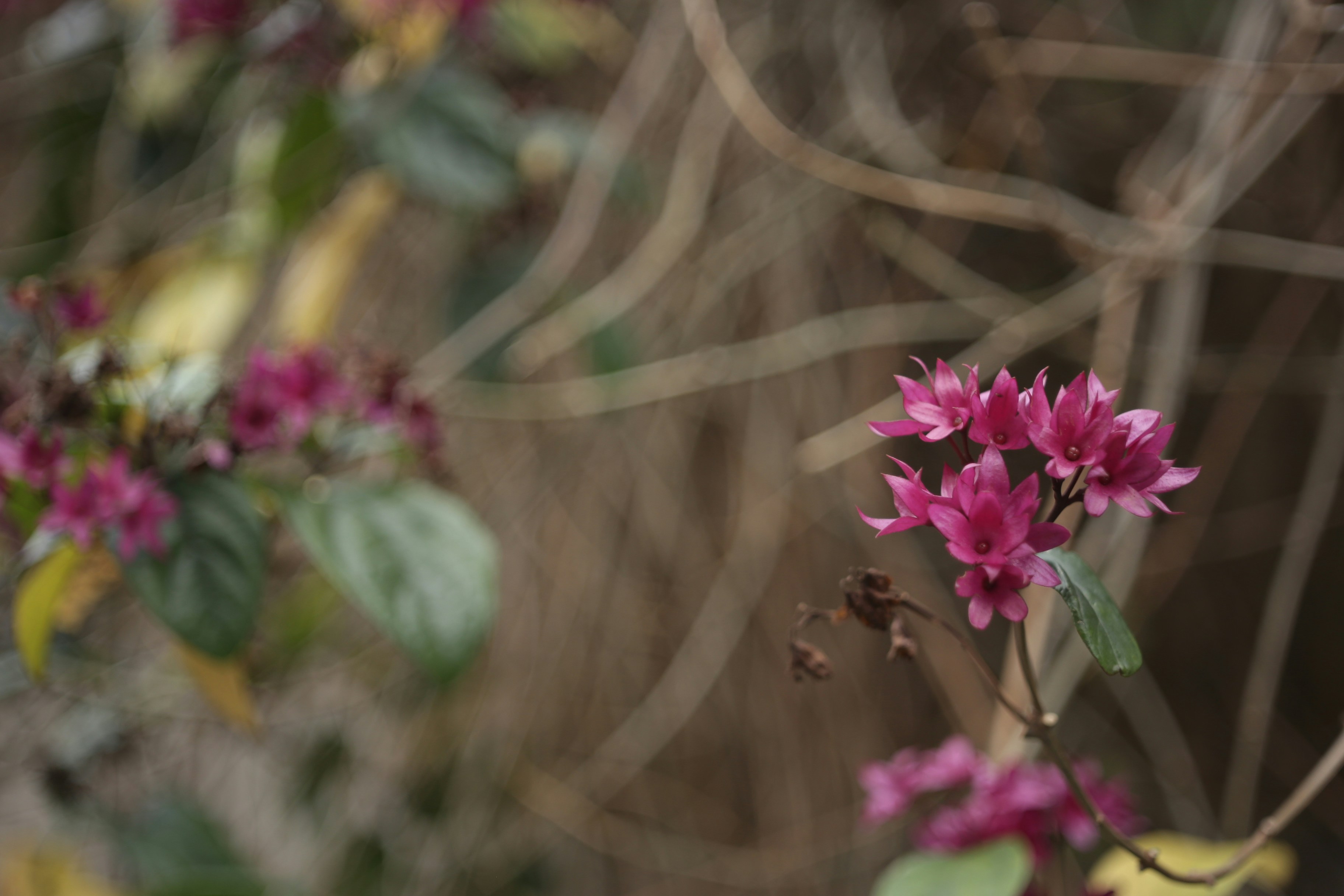 Floral Focus: Magenta Blooms Framed by Tendril Vines