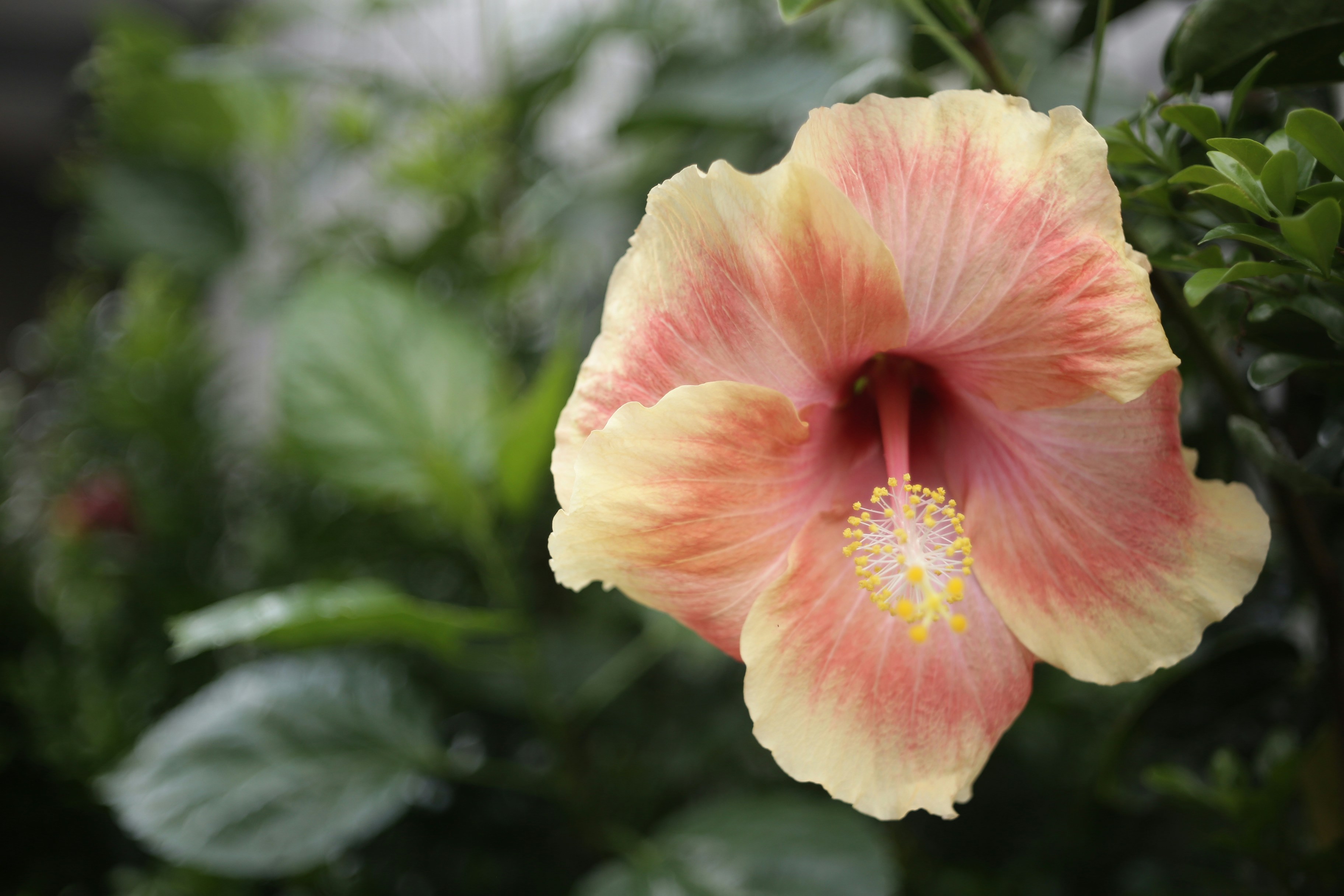 Sunlit Hibiscus: Soft Peach Petals Framing a Crimson Center