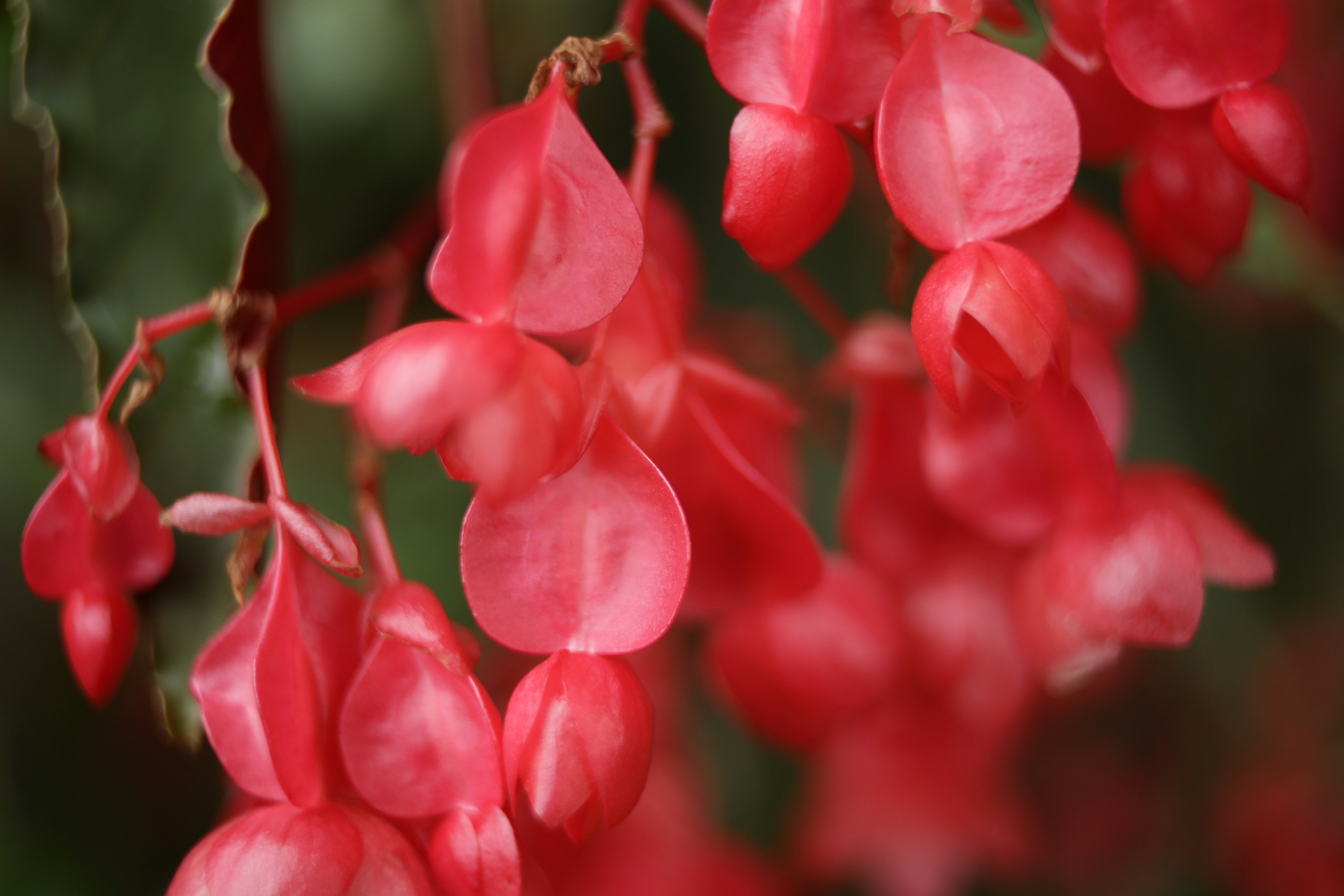 Crimson Cascade: A Close-Up of Drooping Red Fern-like Blooms