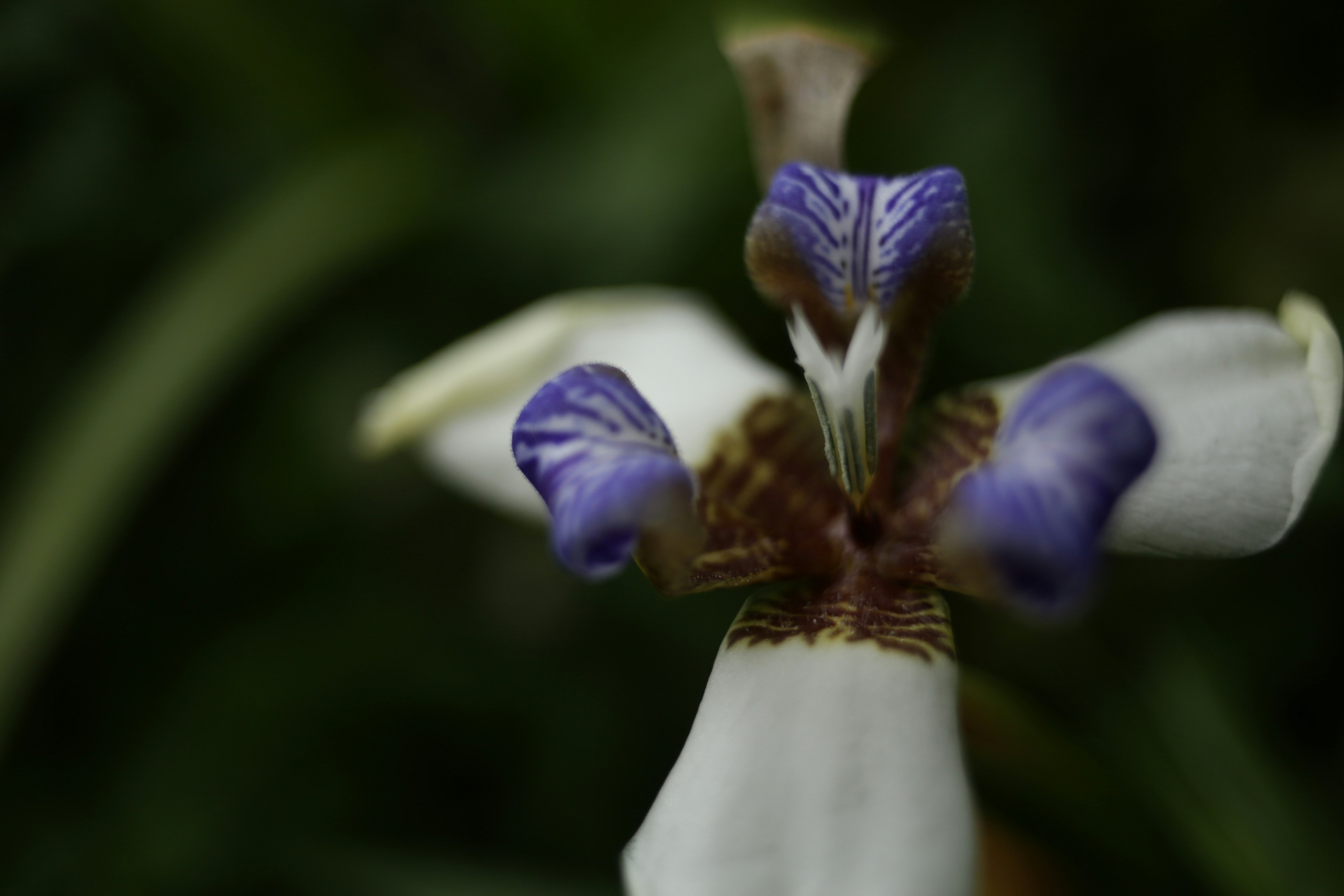 Center Stamen: Close-Up of a Iris-like Flower's Blue-tinged Petals