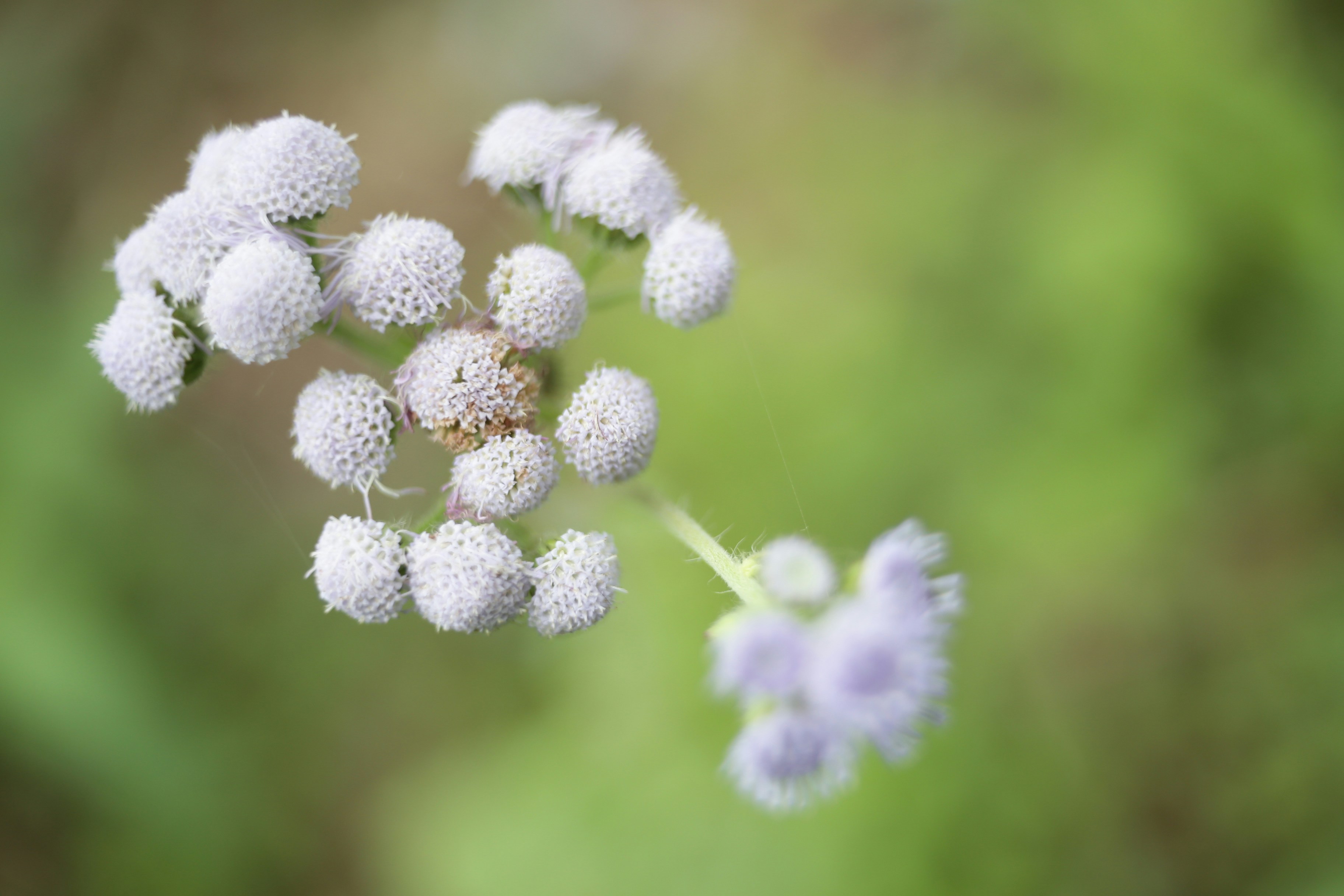 Soft Cluster of Seeds in Summer Bloom