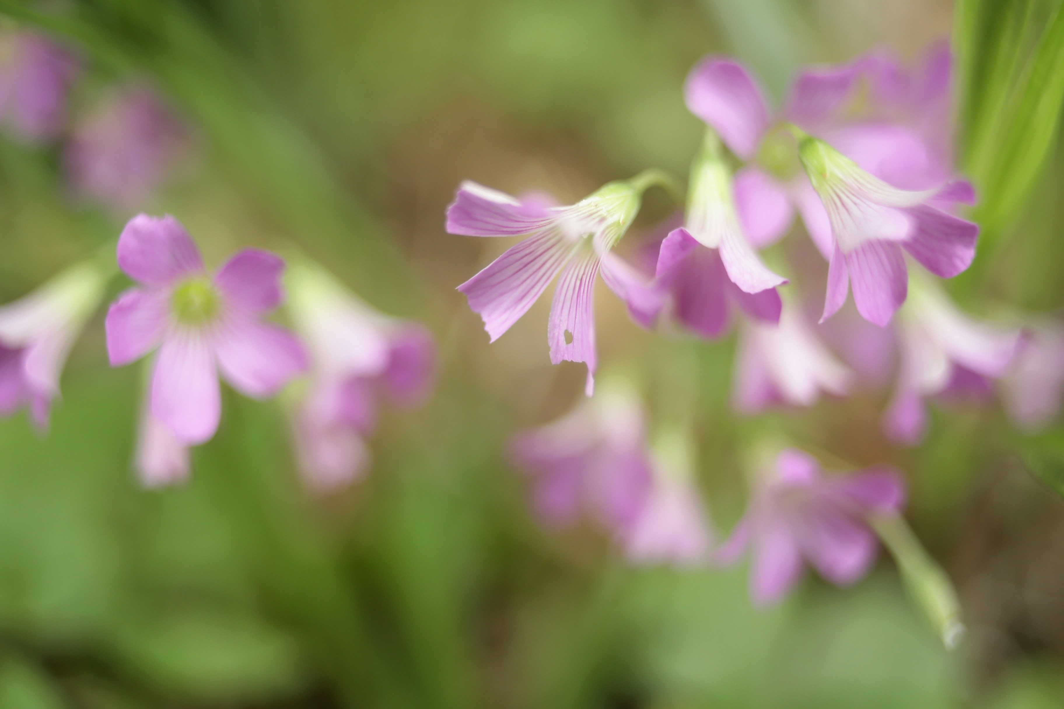Soft Bloom: Lavender Petals in Gentle Blur