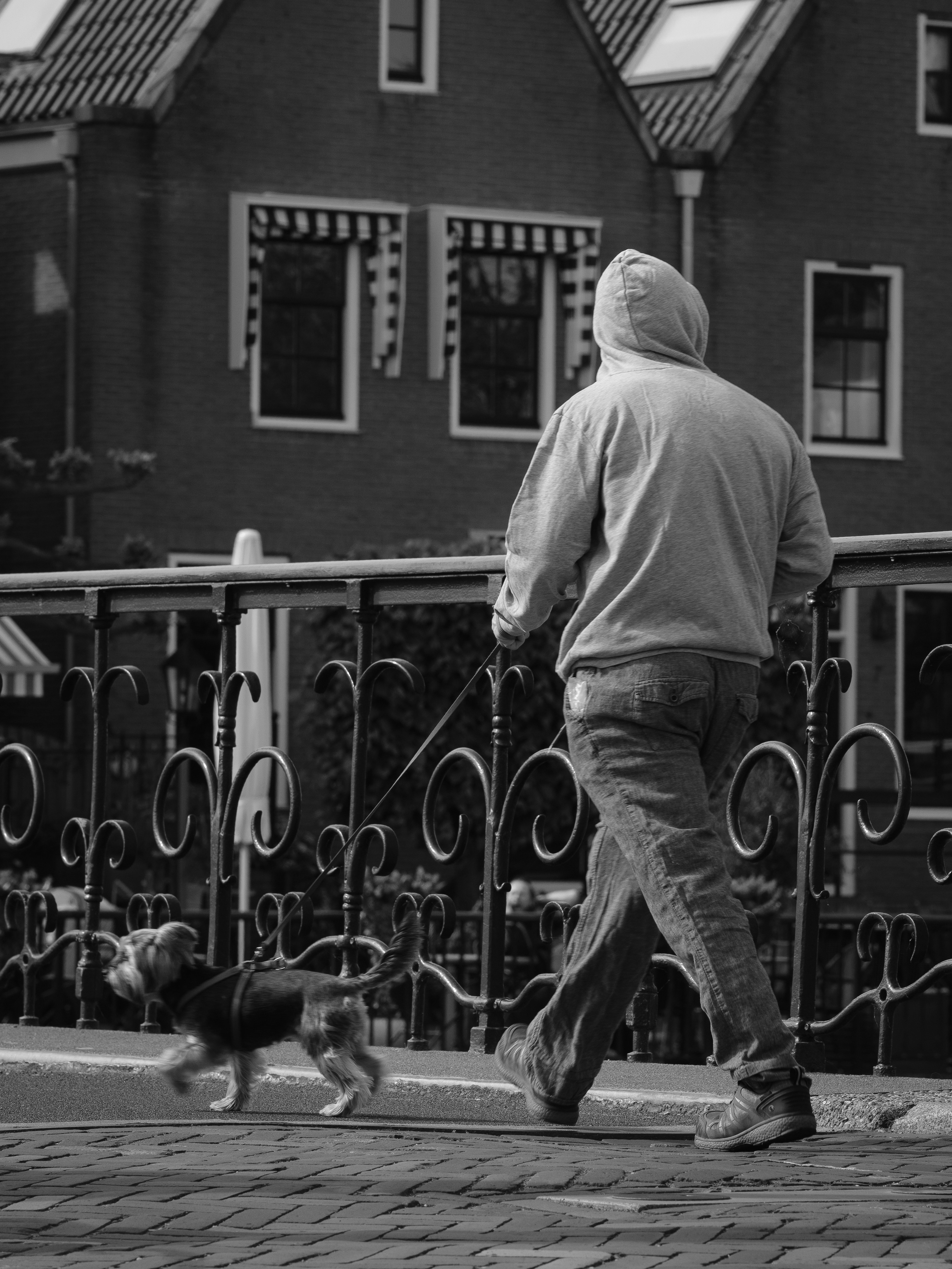 Hooded Walker and Tail-wagging Companion Cross a Quiet Bridge