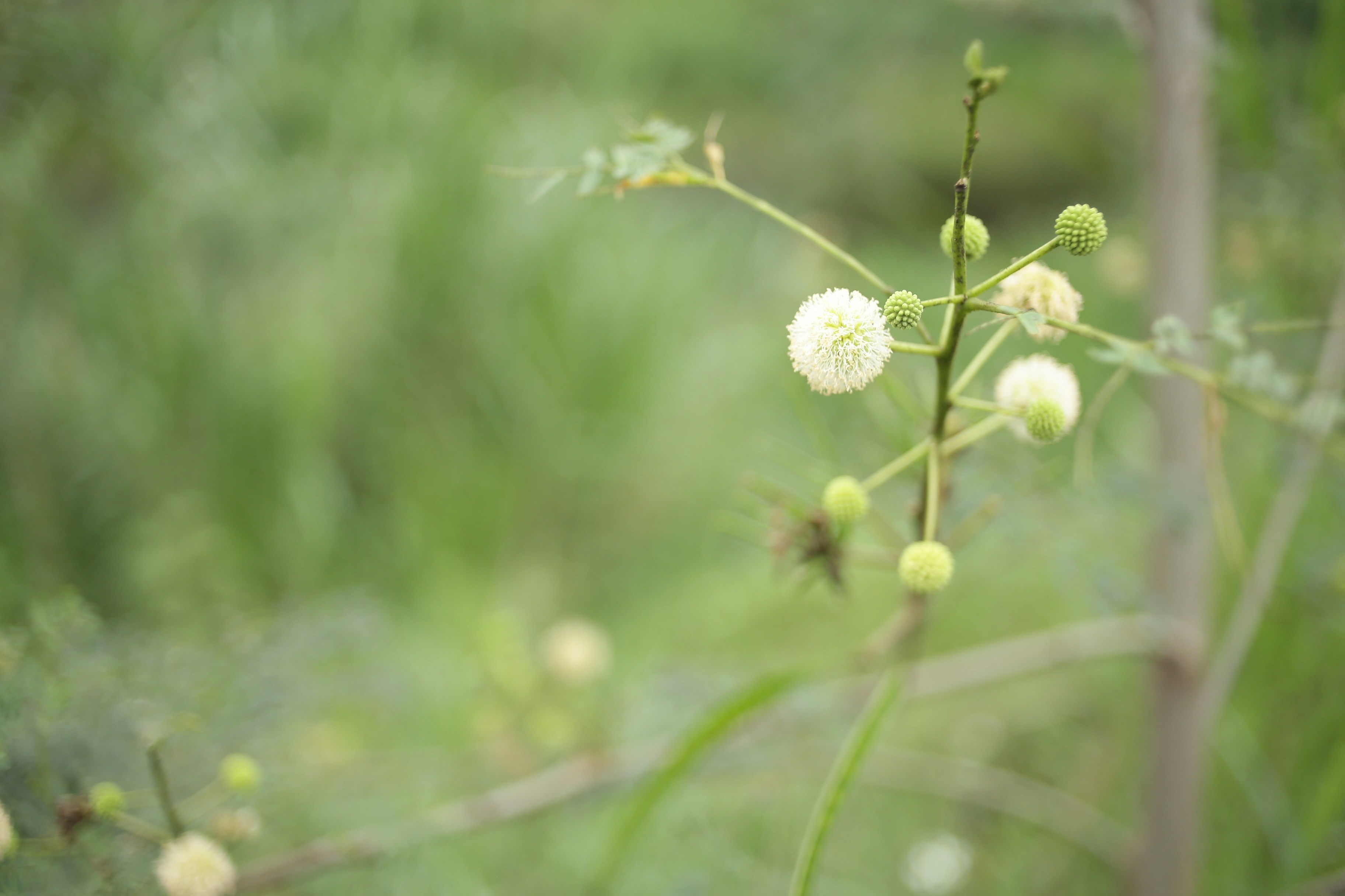 Whispers of a Meadow: Globe Flowers on a Quiet Stem