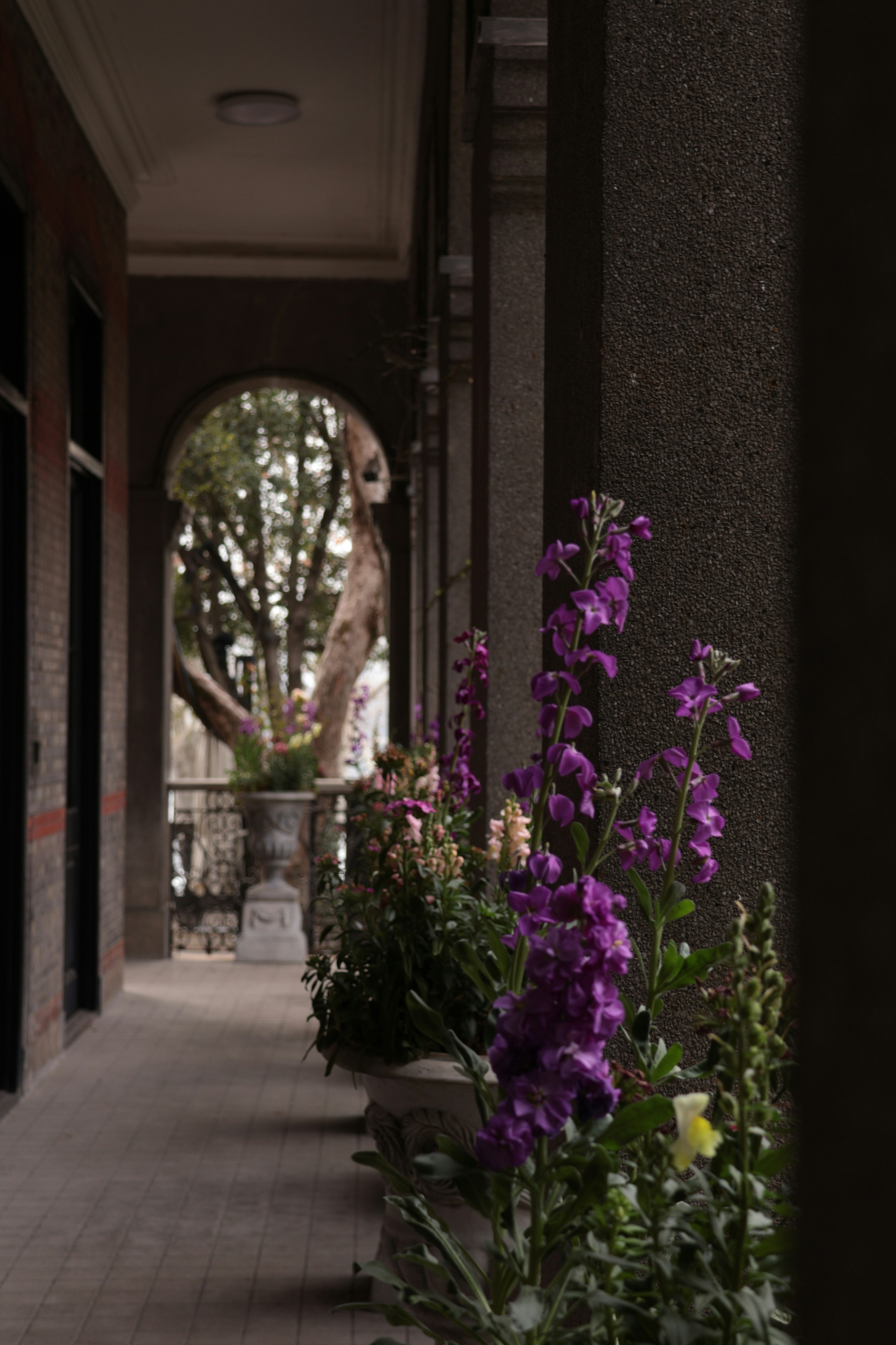 Purple blooms lining a sheltered alley leading toward a sunlit archway