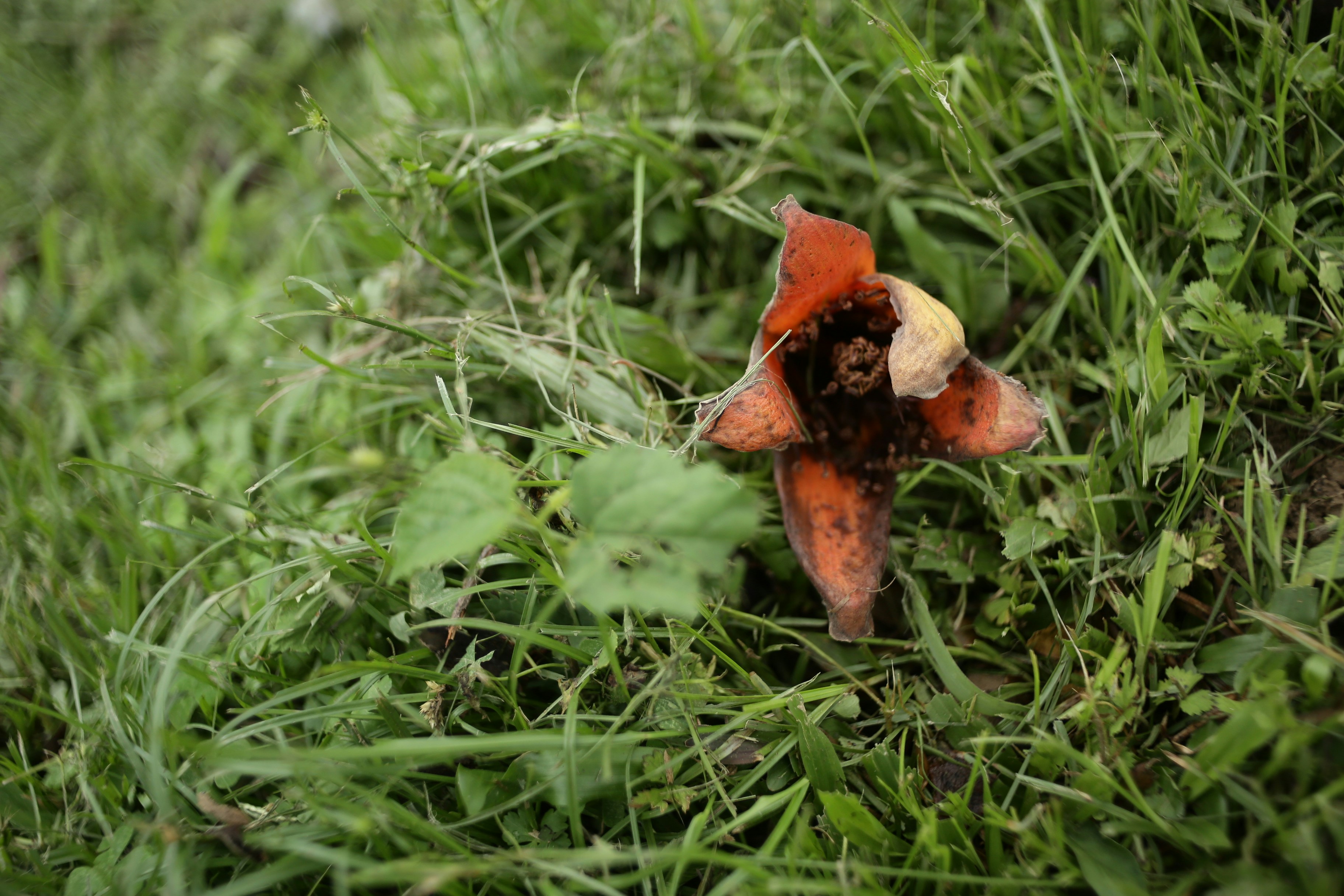 Crimson Bloom Severed in Grass: A Flowering Fungal Remnant in Wild Meadow