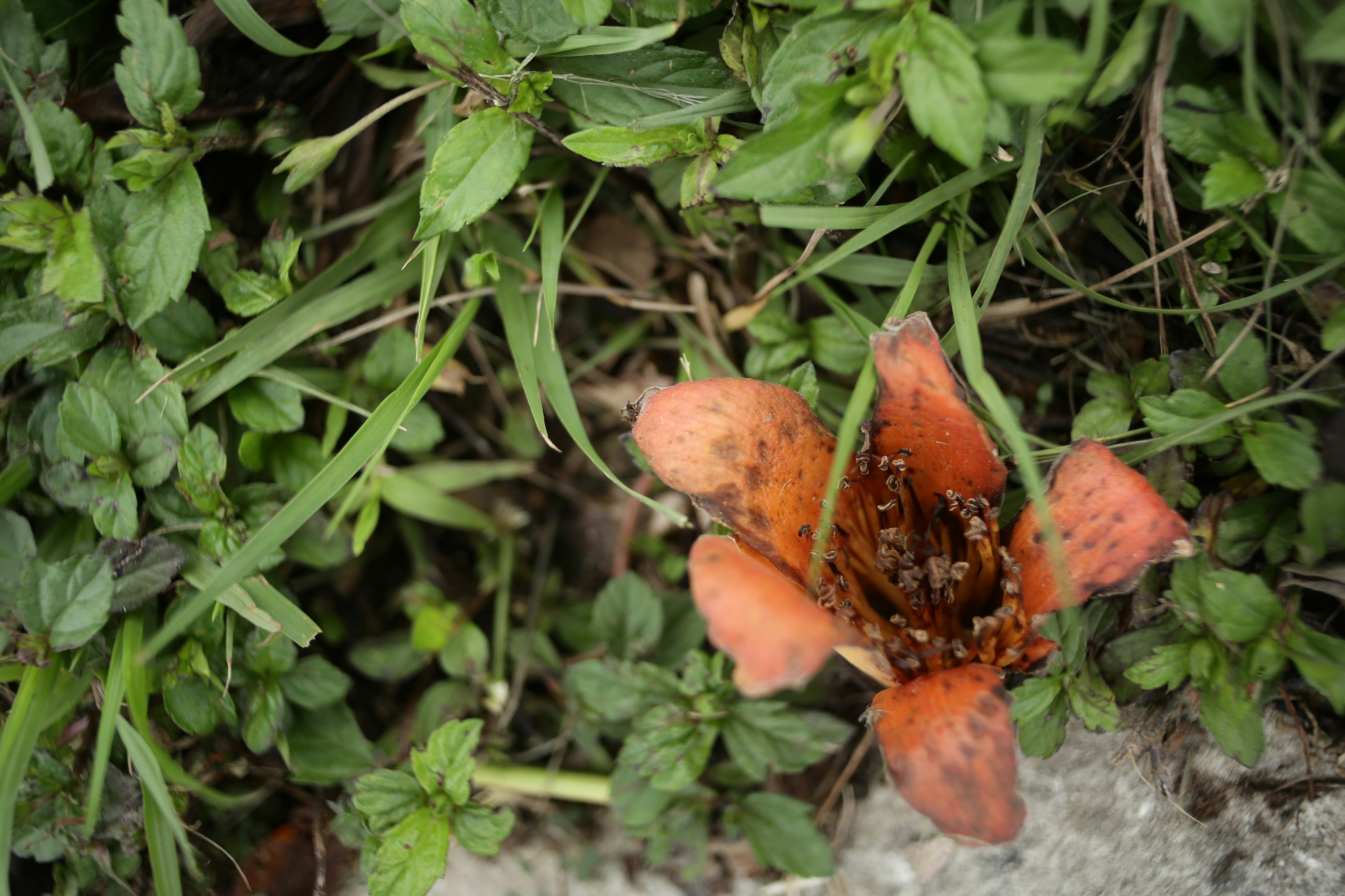 Orange Bloom Among Green Tendrils