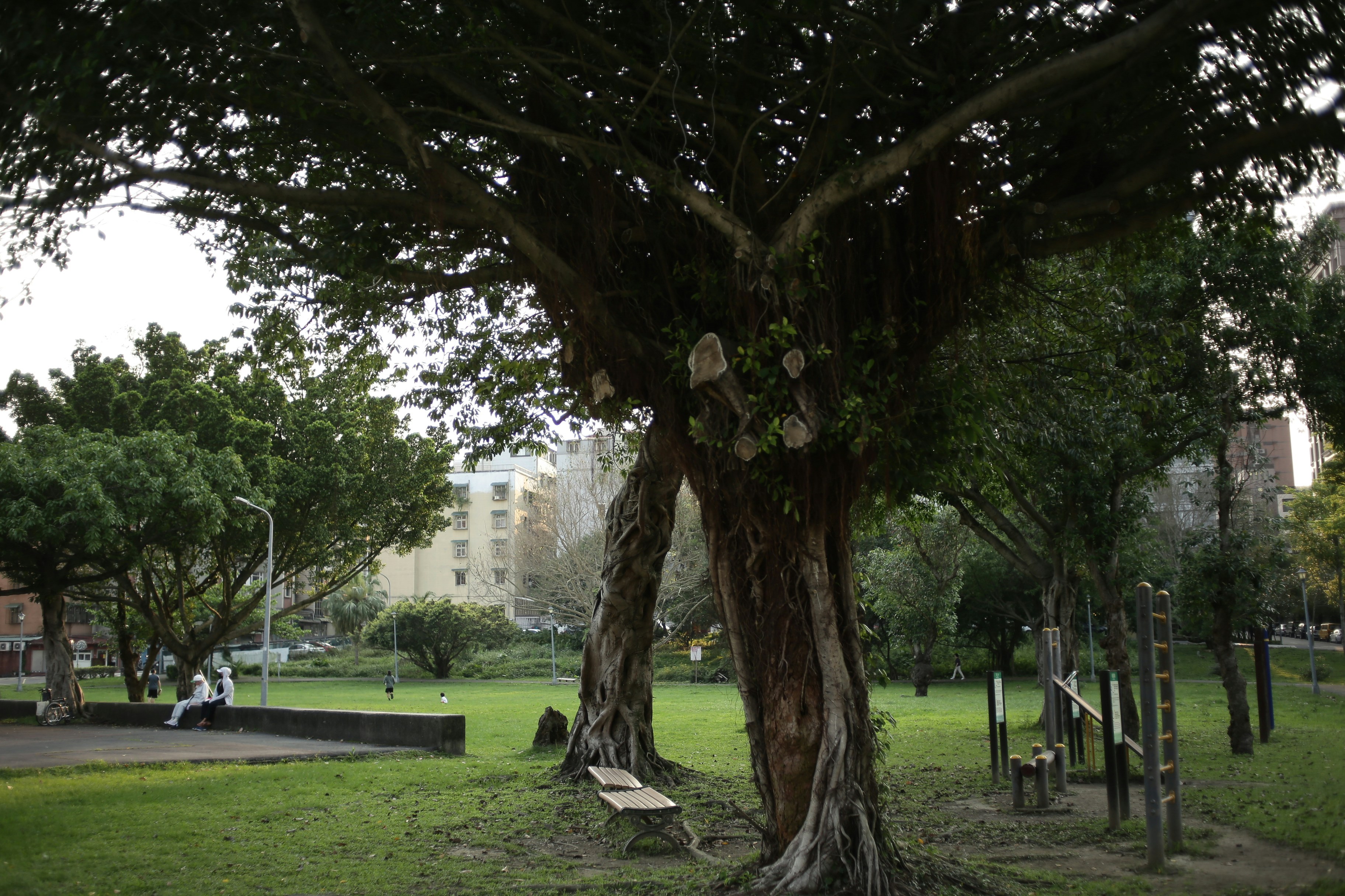 The Ancestor of the Park: A Majestic Fig Framing a Quiet Square