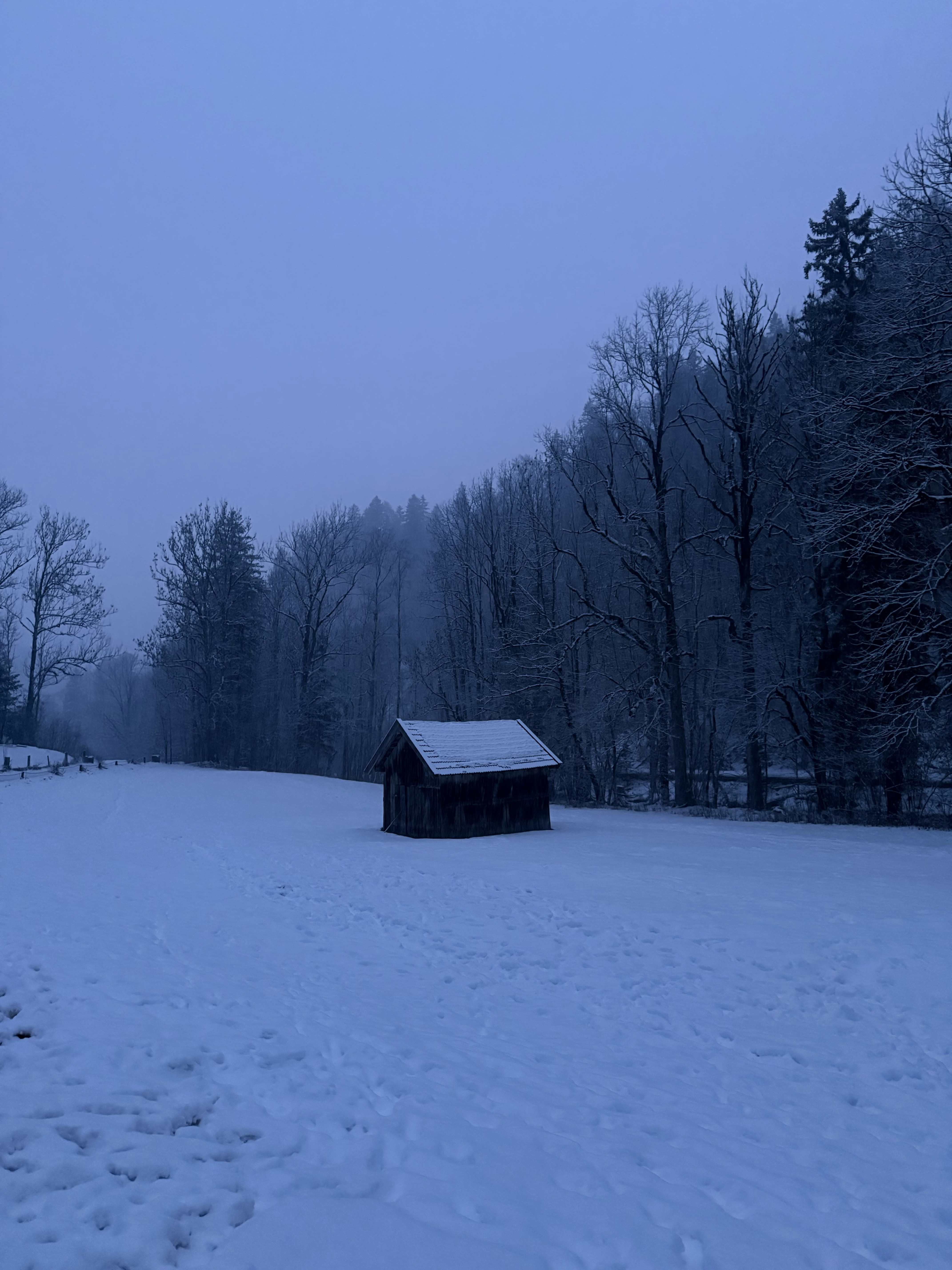 Snowbound Cabin Quietly Guarded by Winter Pines